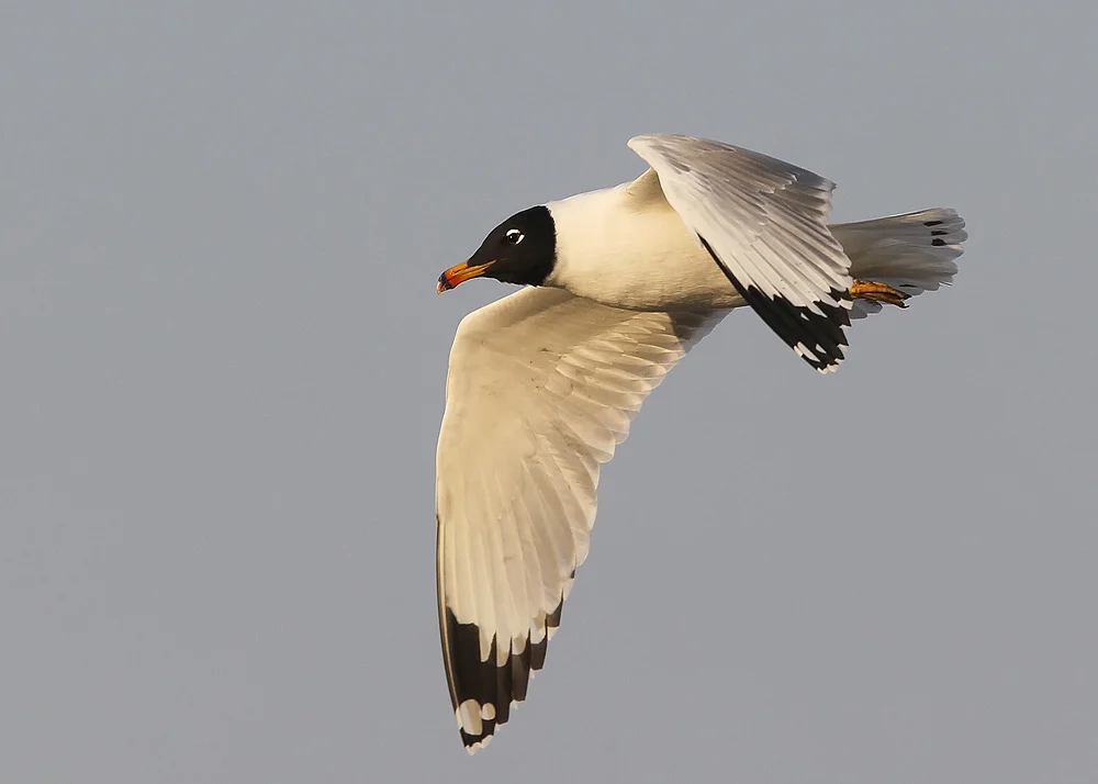 Details : Pallas's Gull - BirdGuides