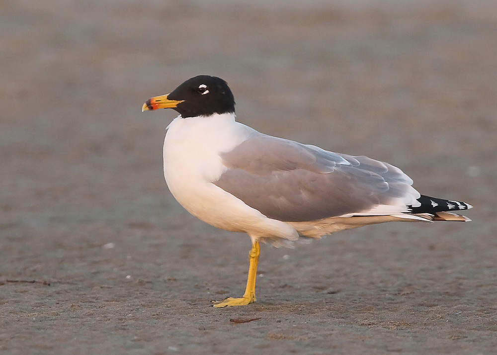 Details : Pallas's Gull - BirdGuides