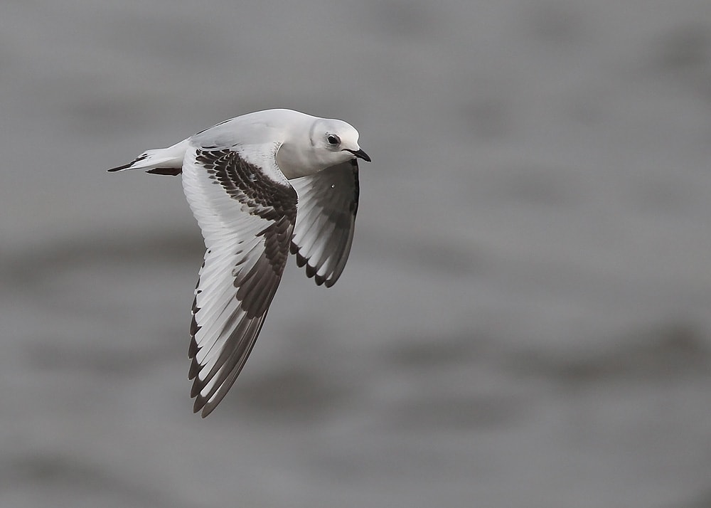 Ross's Gull by Richard Smith - BirdGuides