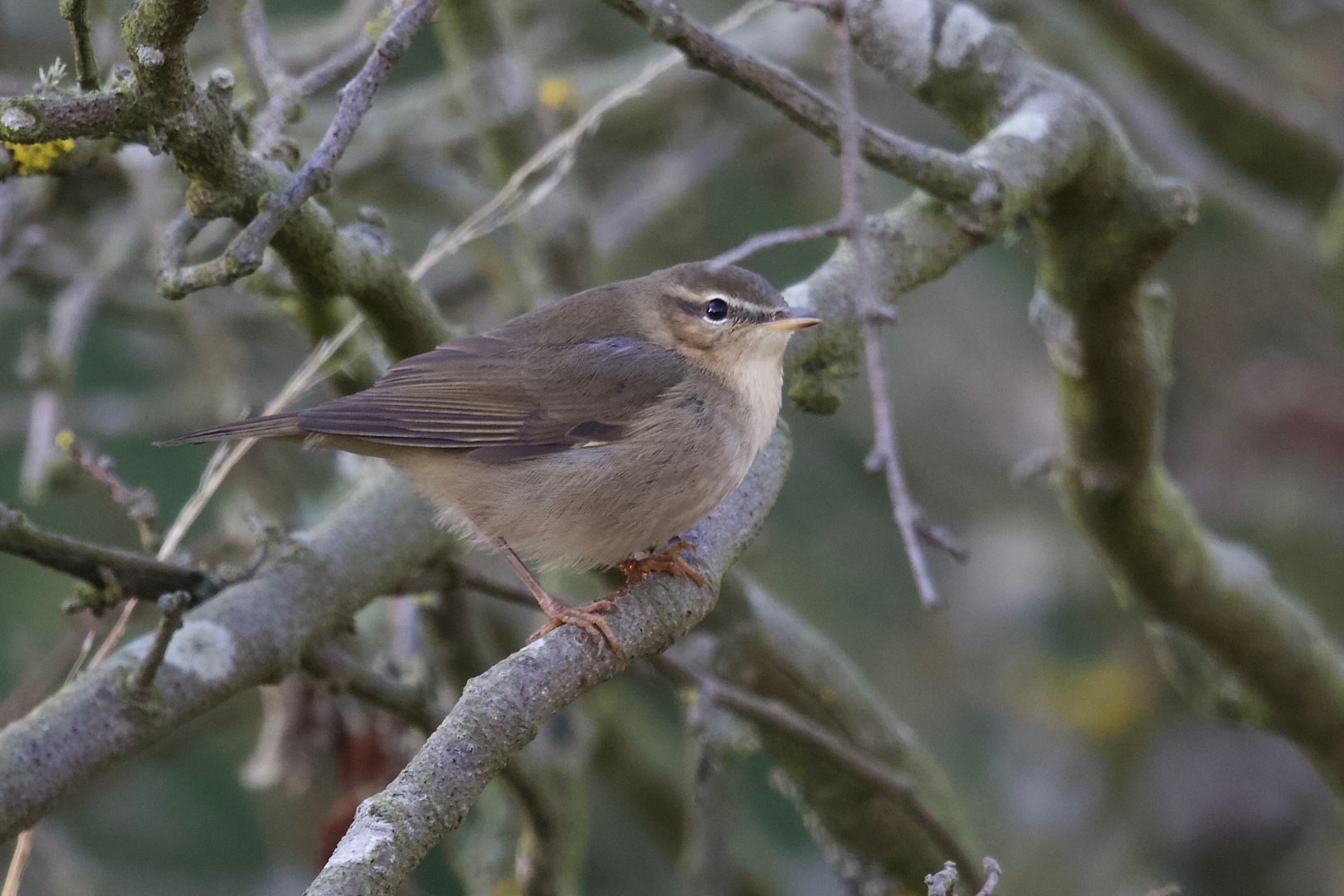 Dusky Warbler by Paul Chamberlain - BirdGuides