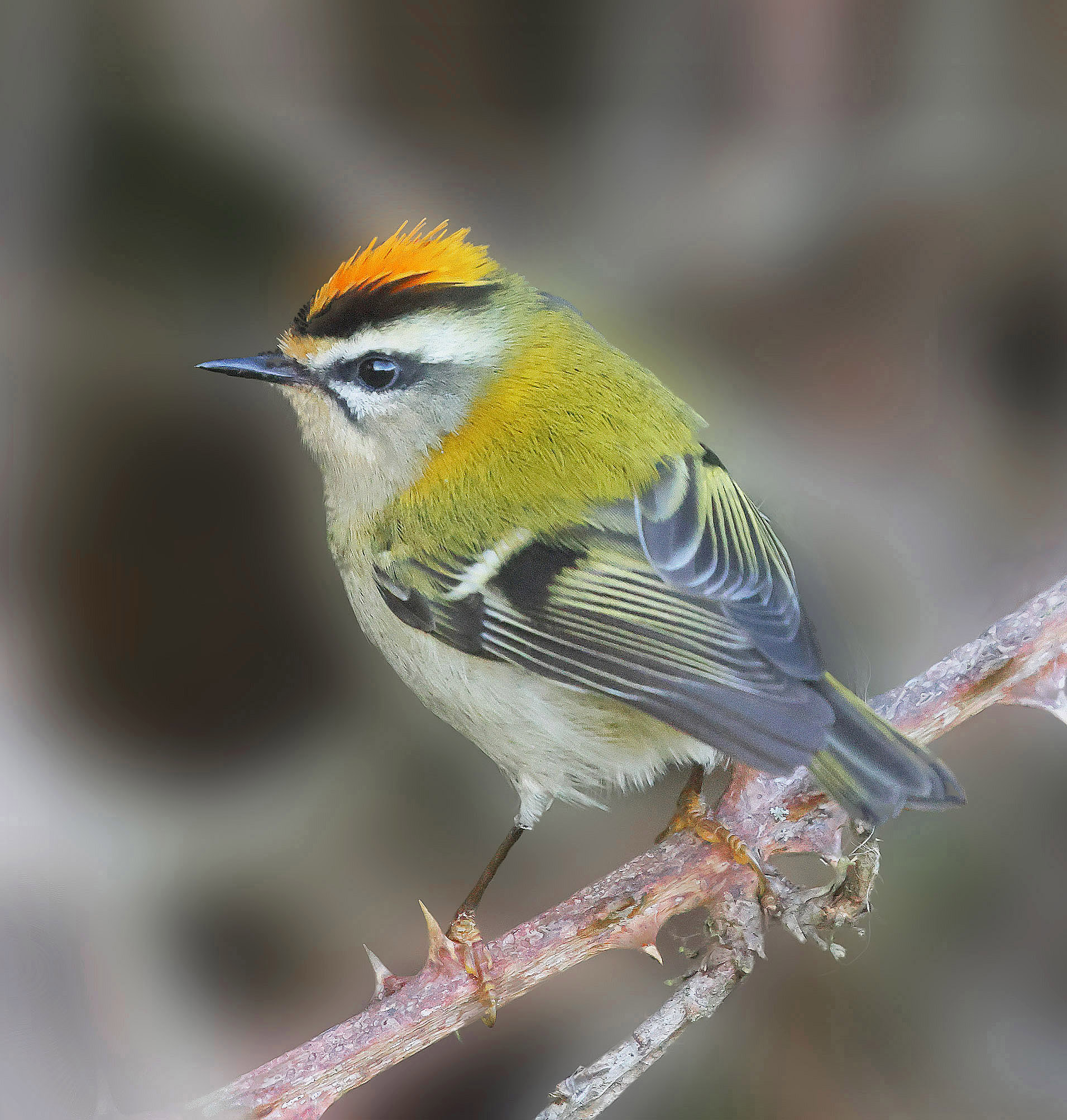 Firecrest by Bob Garrett - BirdGuides