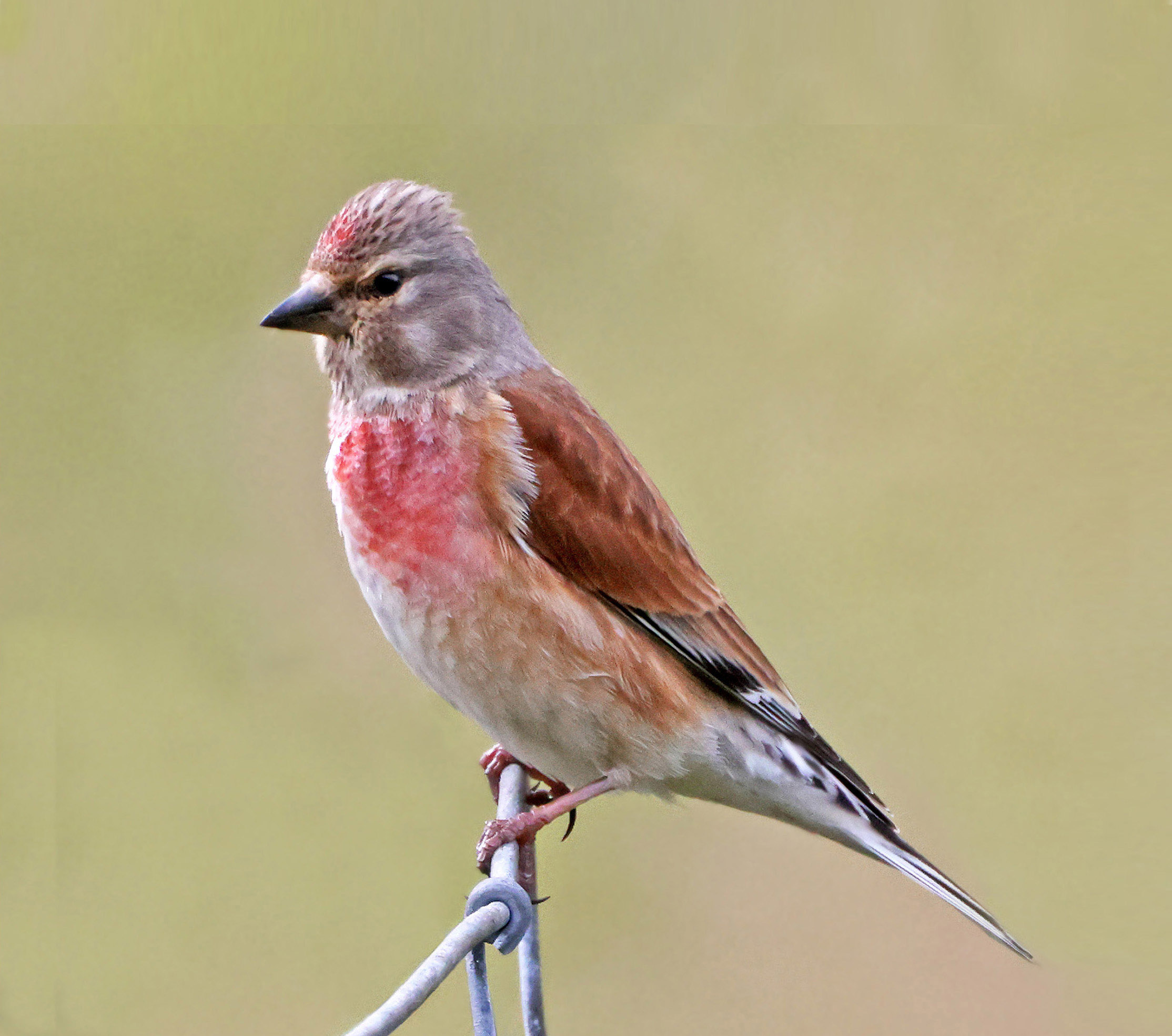 Common Linnet by Bob Garrett - BirdGuides