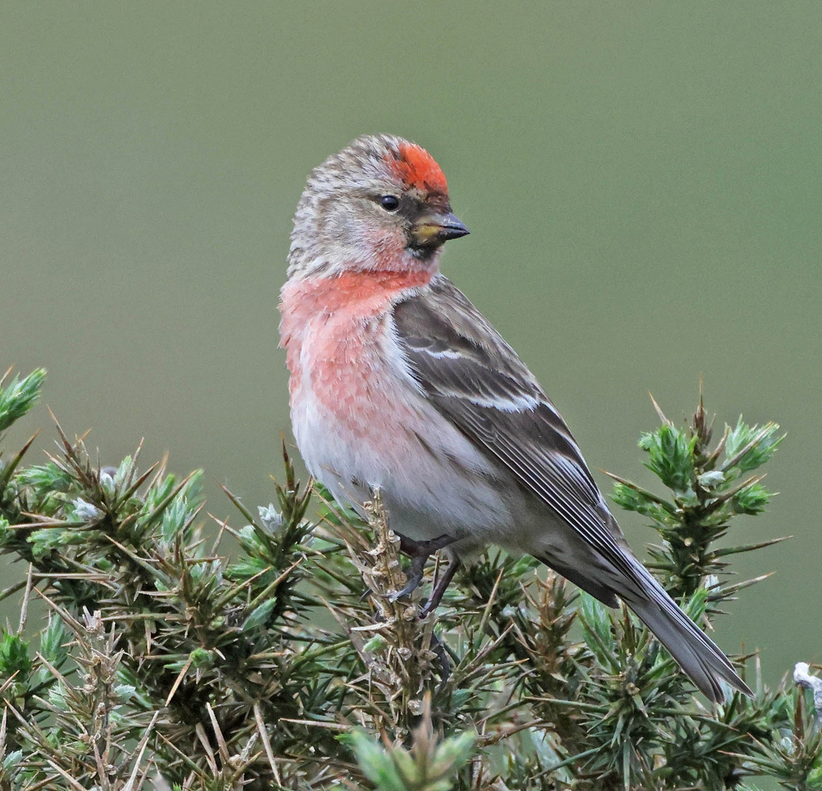Lesser Redpoll by Bob Garrett - BirdGuides
