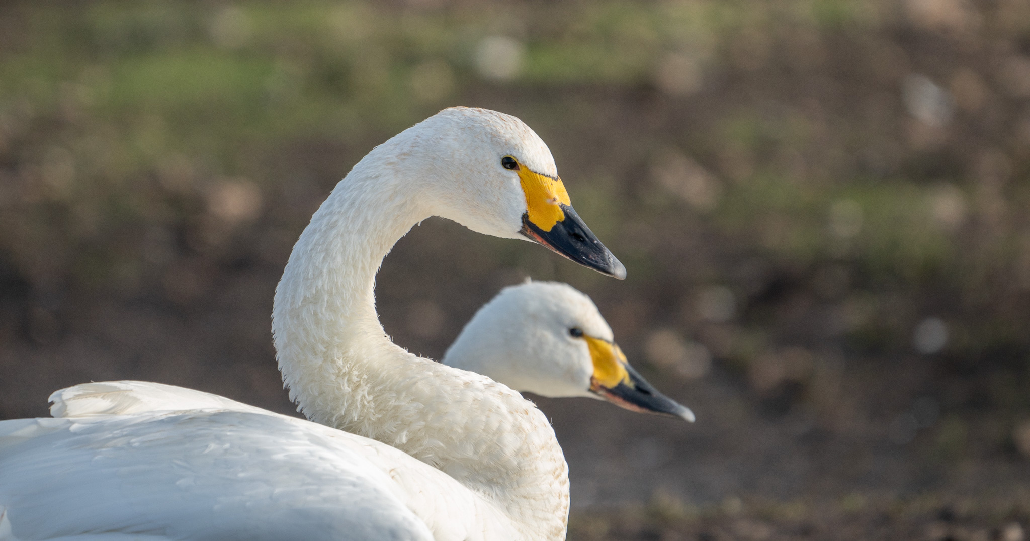 Slimbridge Bewick's Swans make latest-ever return - BirdGuides