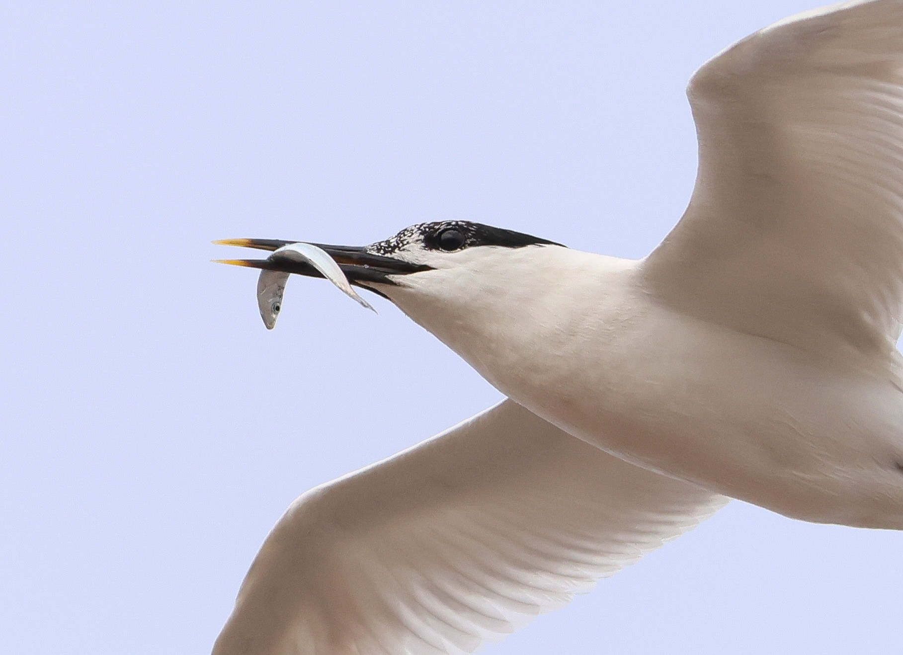 Plans backed to revive tern colony in southern Scotland - BirdGuides