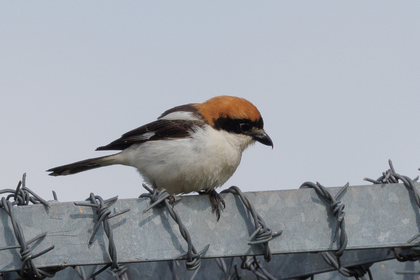 Birdwatching Sites in Cheshire - BirdGuides