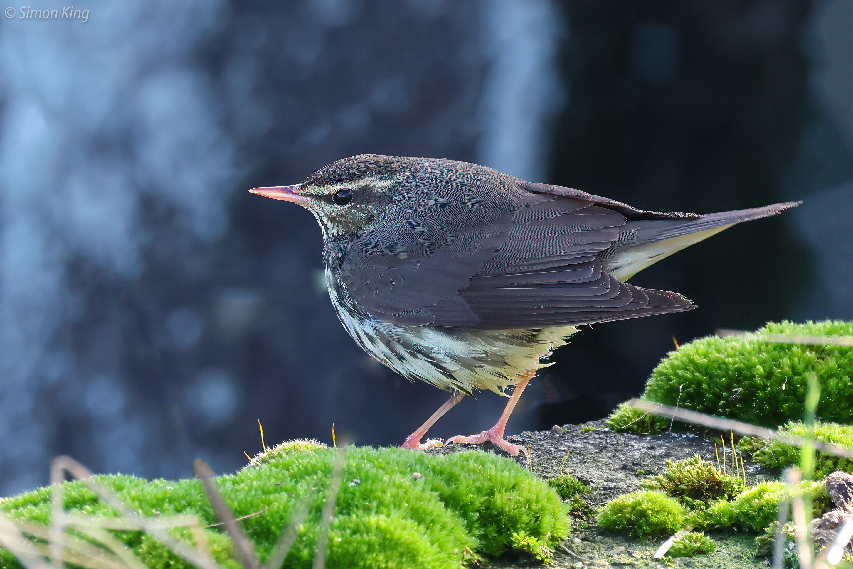 Northern Waterthrush by Simon King - BirdGuides