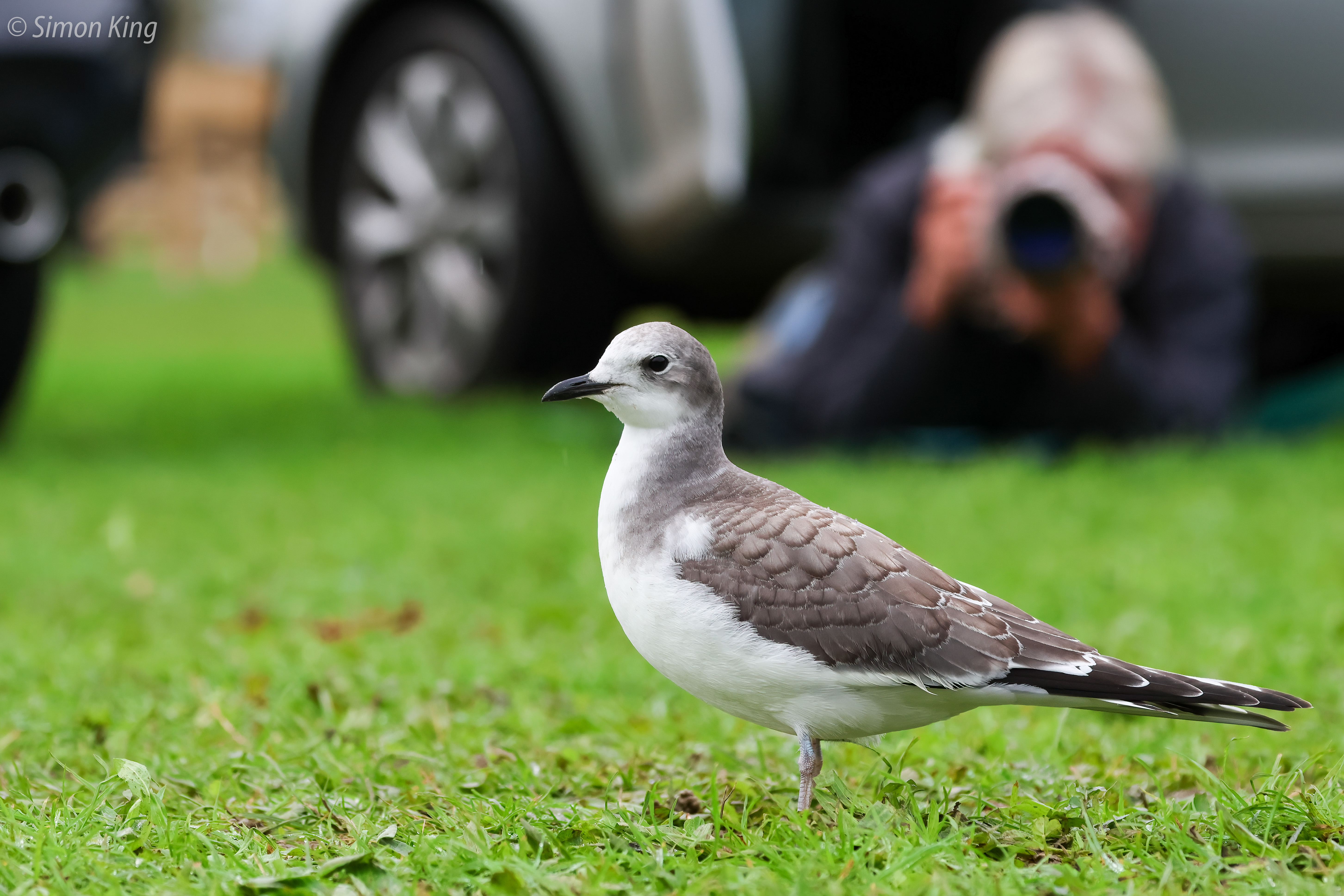 Sabine's Gull by Simon King - BirdGuides
