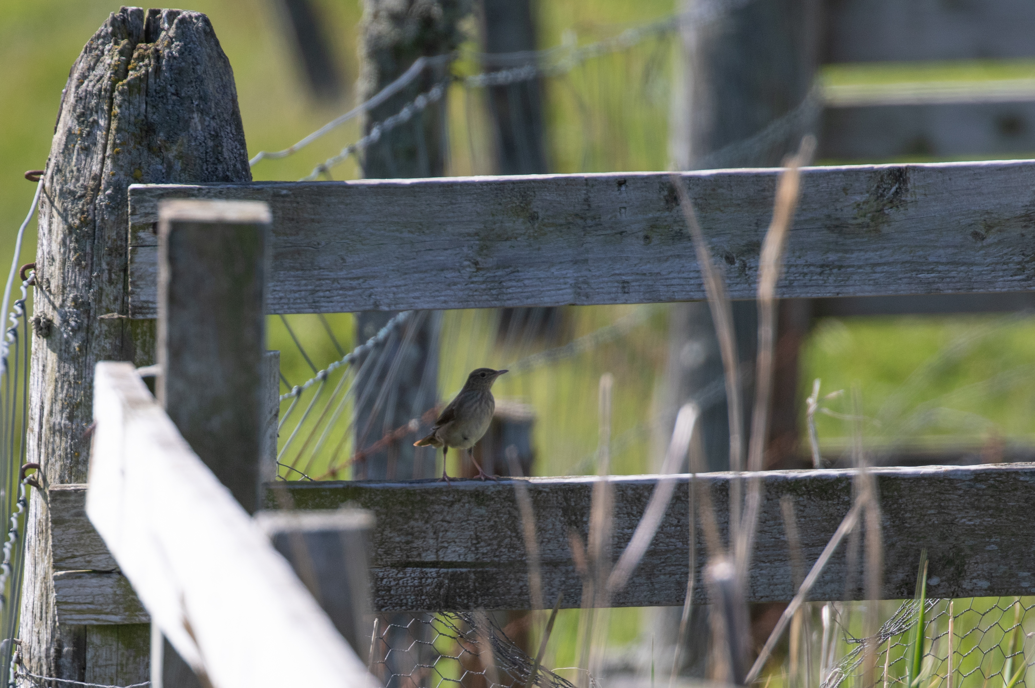 Details : River Warbler - BirdGuides
