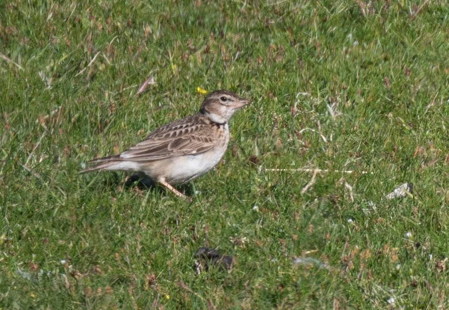 Calandra Lark by Daniel Gornall - BirdGuides