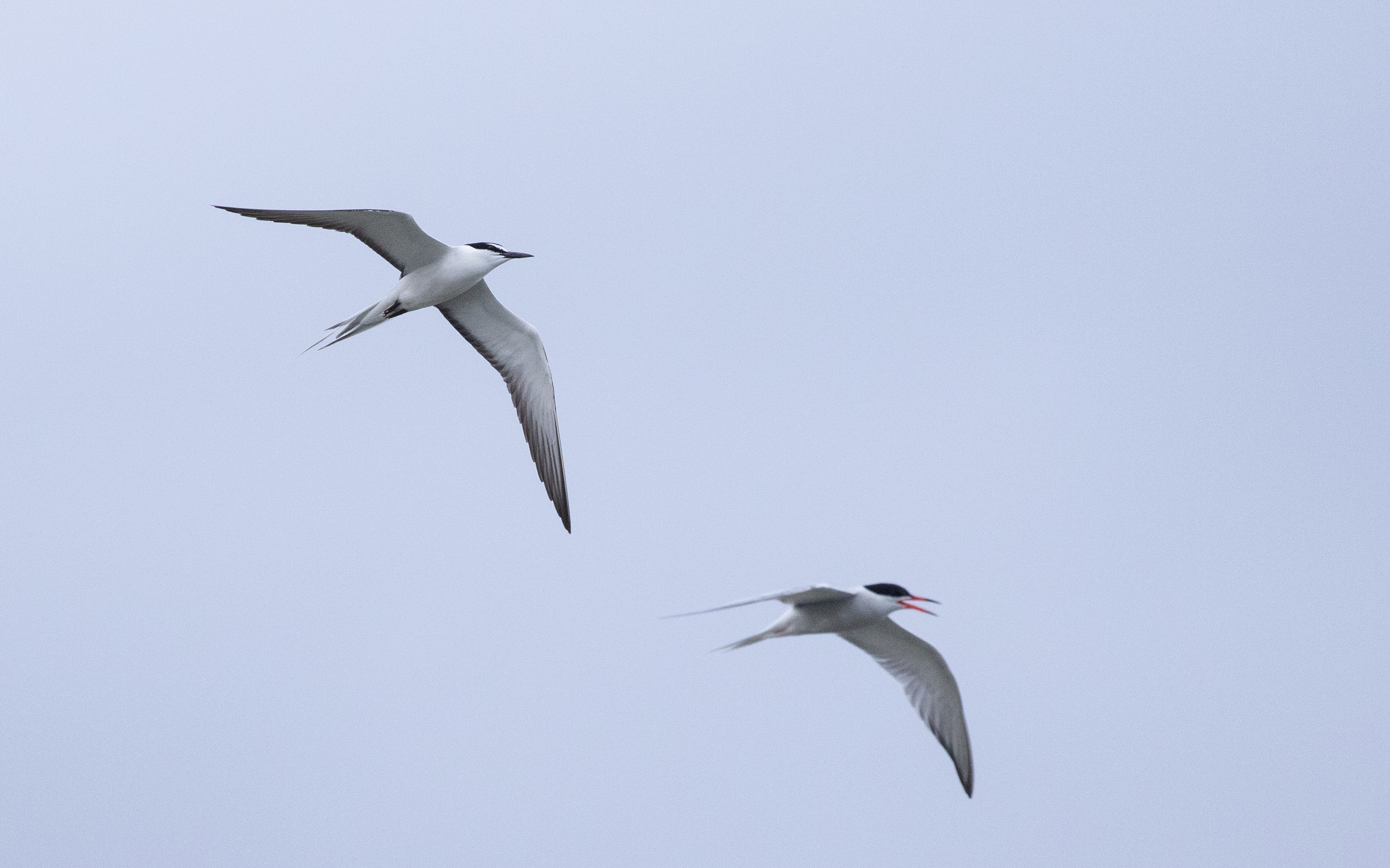 Bridled Tern by Daniel Gornall - BirdGuides