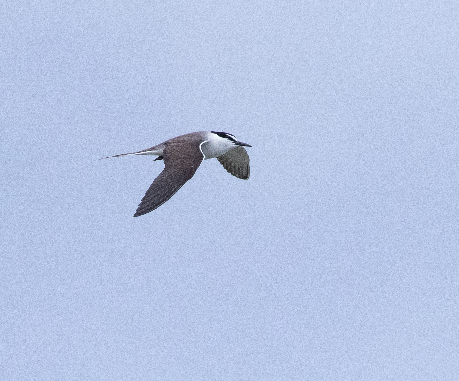 Bridled Tern by Daniel Gornall - BirdGuides