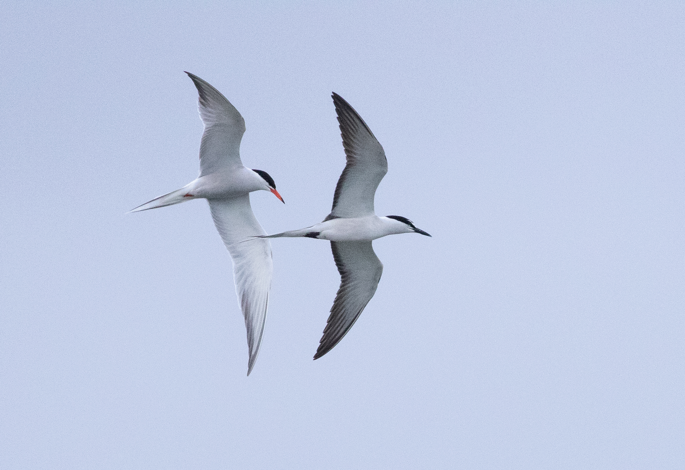 Bridled Tern by Daniel Gornall - BirdGuides