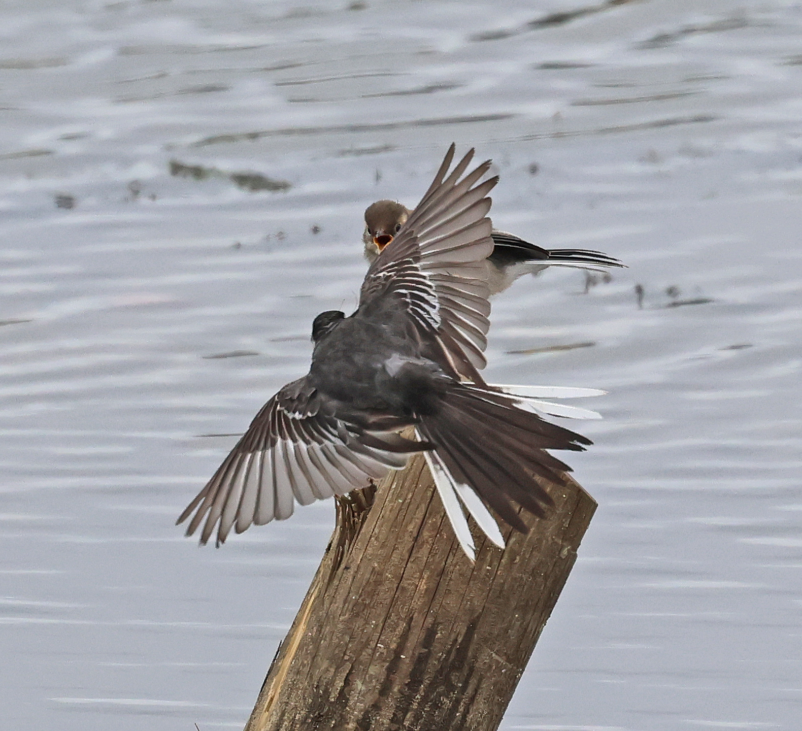 Pied Wagtail by Paul Bateson - BirdGuides