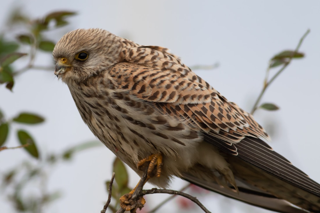 Lesser Kestrel by Kevin Groocock - BirdGuides