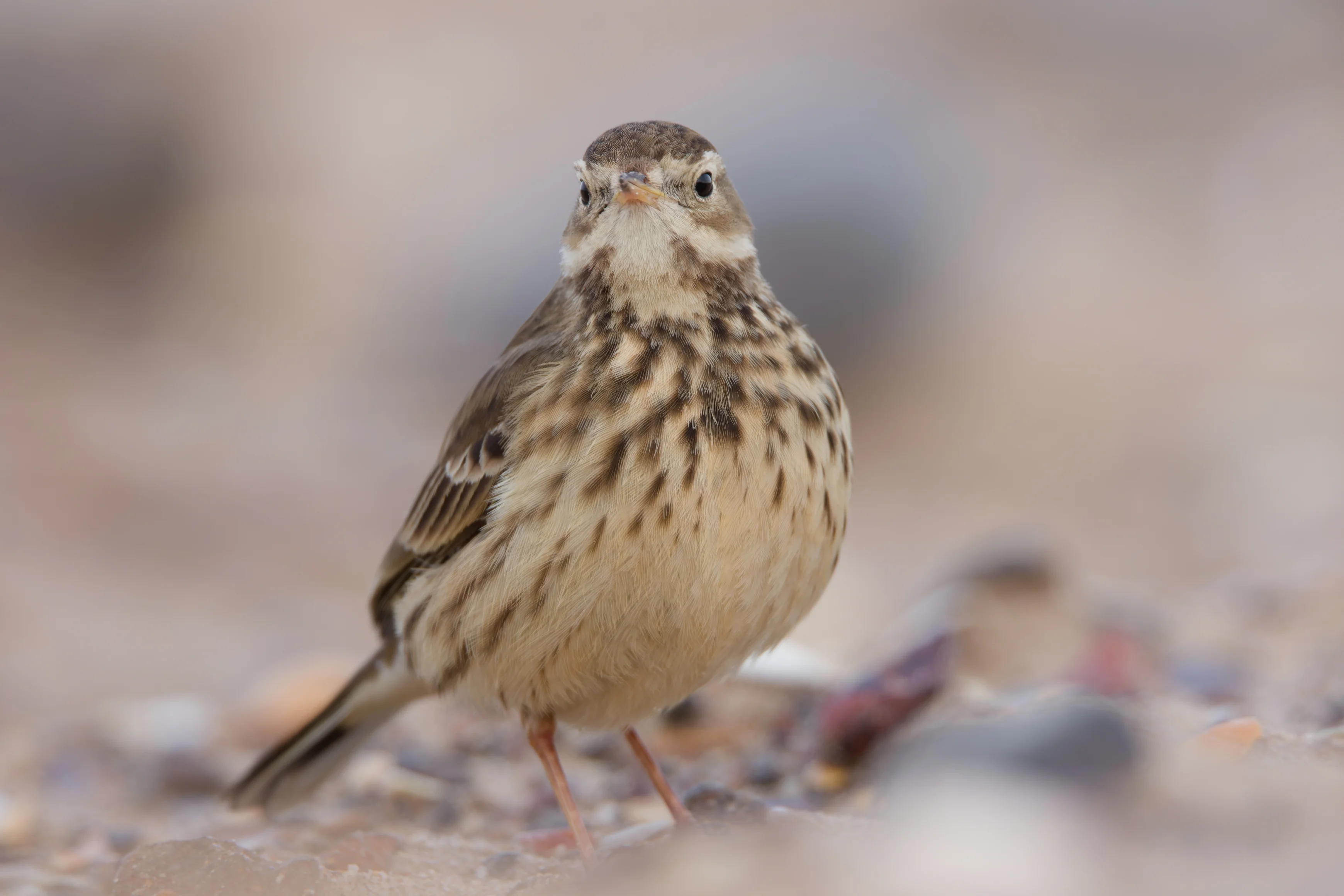 Sighting Report - BirdGuides