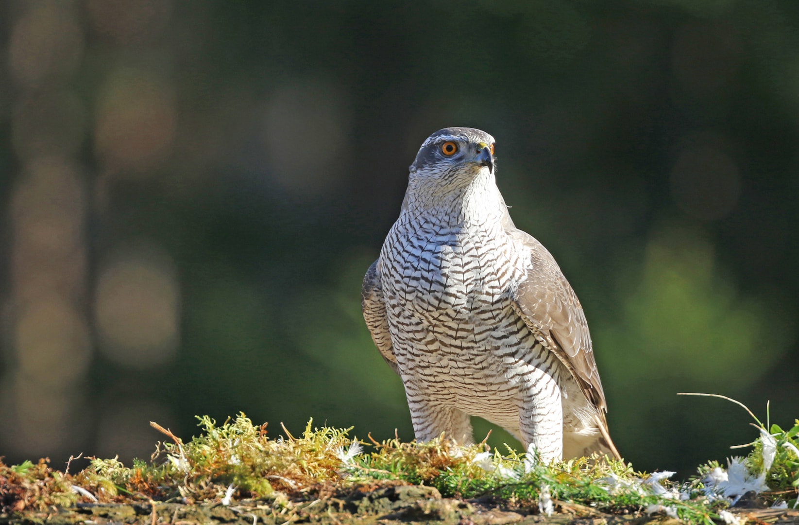 Northern Goshawk by Jon Mercer - BirdGuides