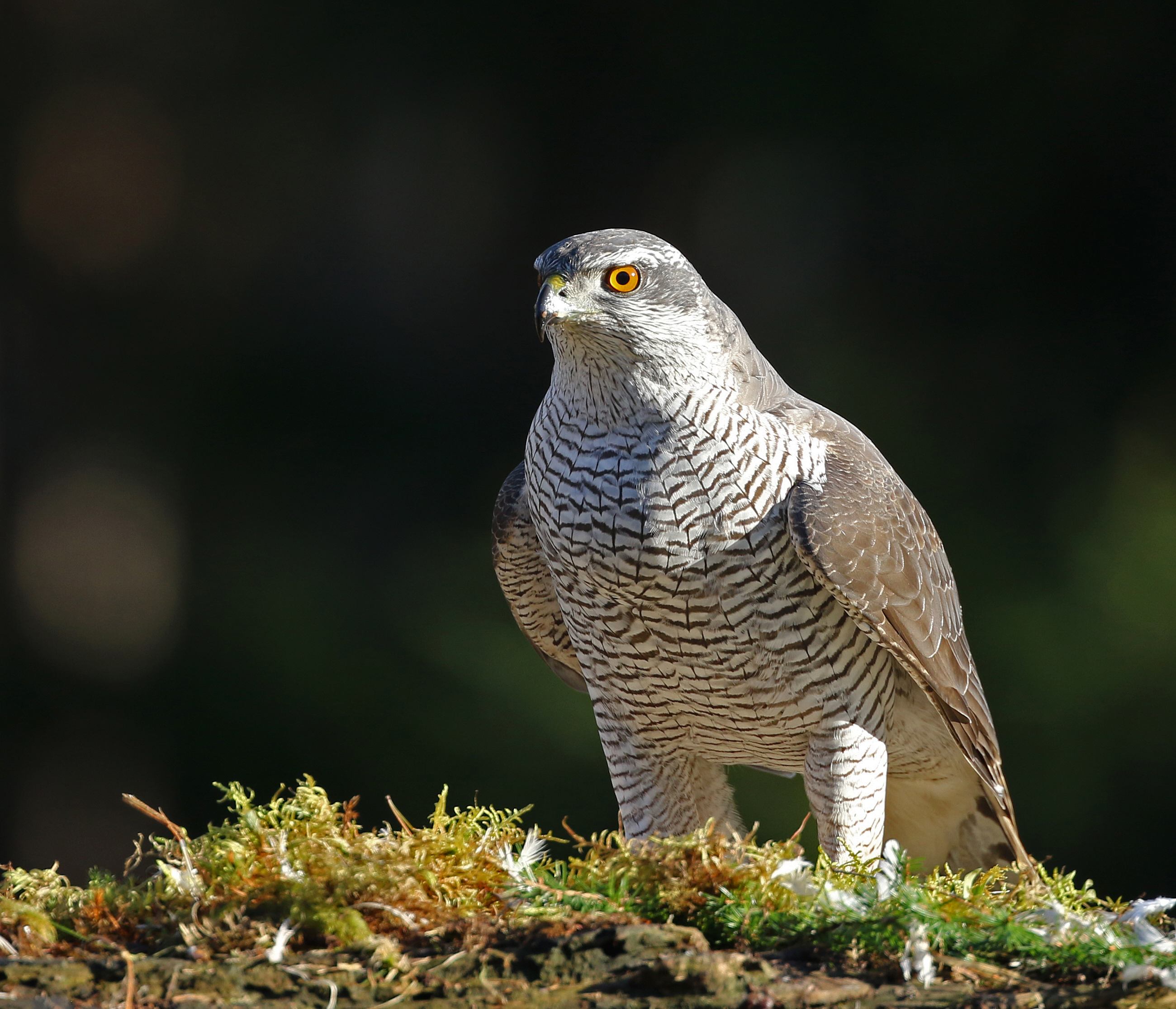 Eurasian Goshawk by Jon Mercer - BirdGuides