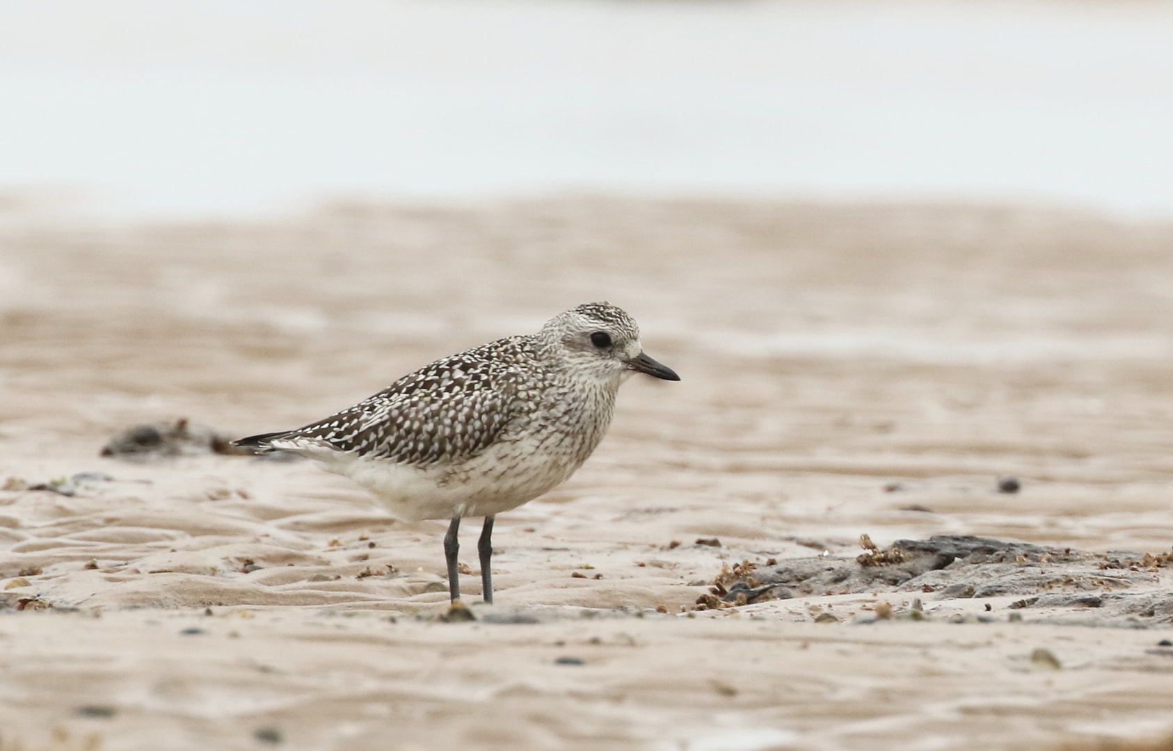 Grey Plover by Jon Mercer - BirdGuides