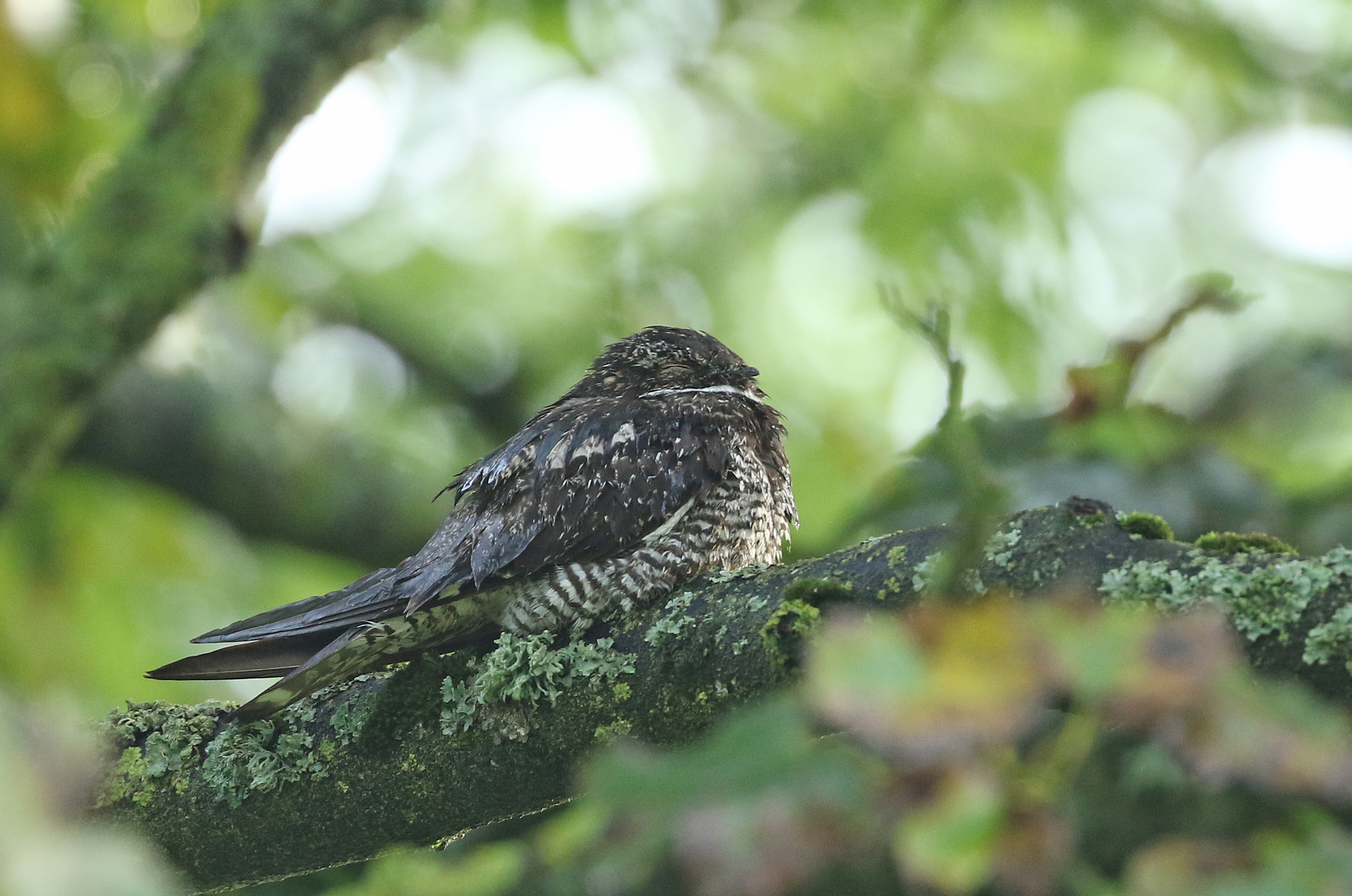 Details : Common Nighthawk - BirdGuides