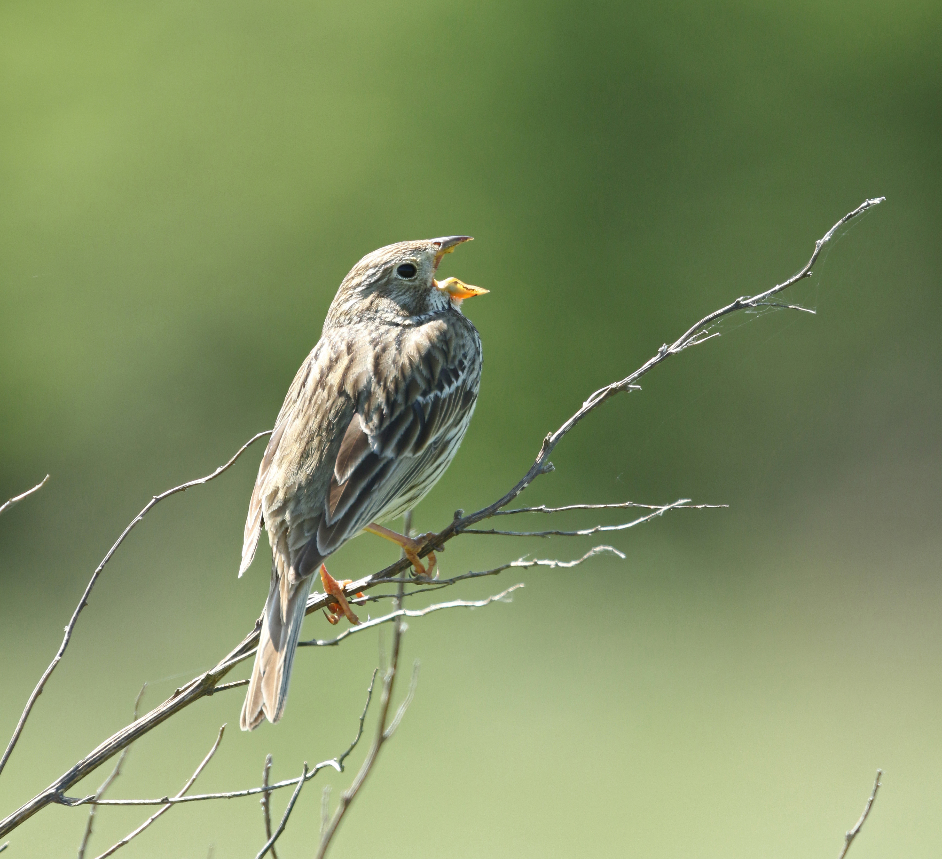 Salisbury Plain Birdwatching Site - BirdGuides