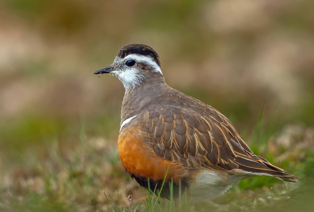 Eurasian Dotterel by Roy Peacock - BirdGuides
