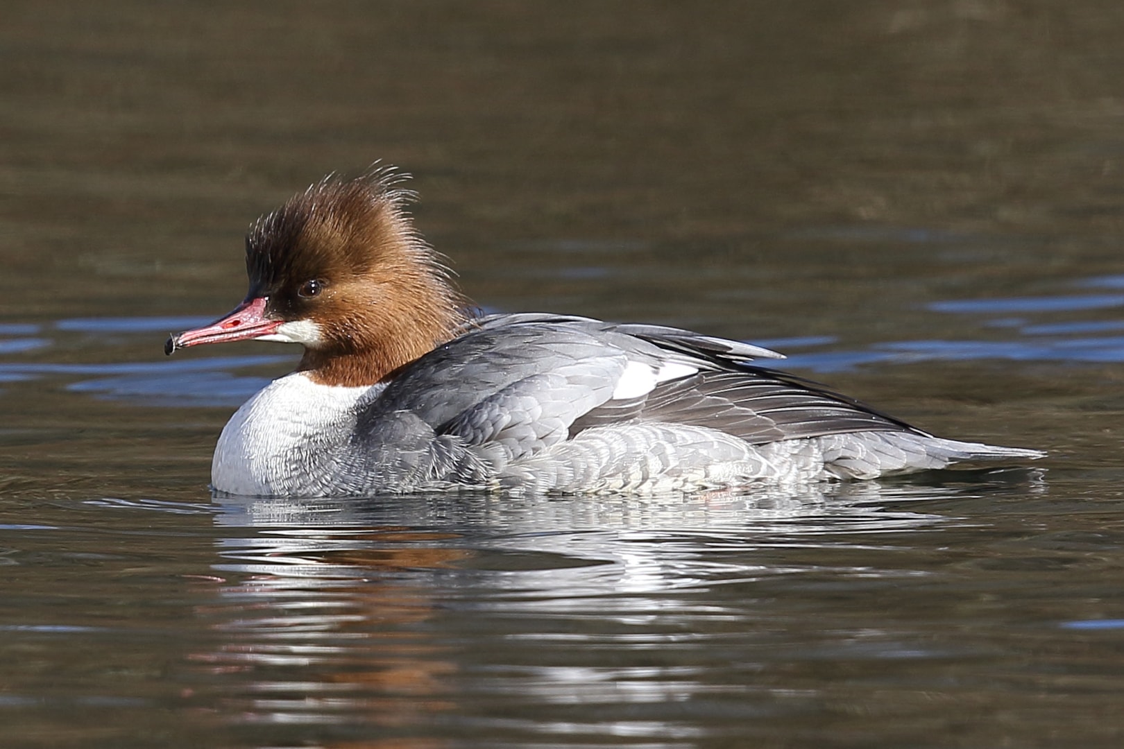 Goosander by Gary Nicholson - BirdGuides