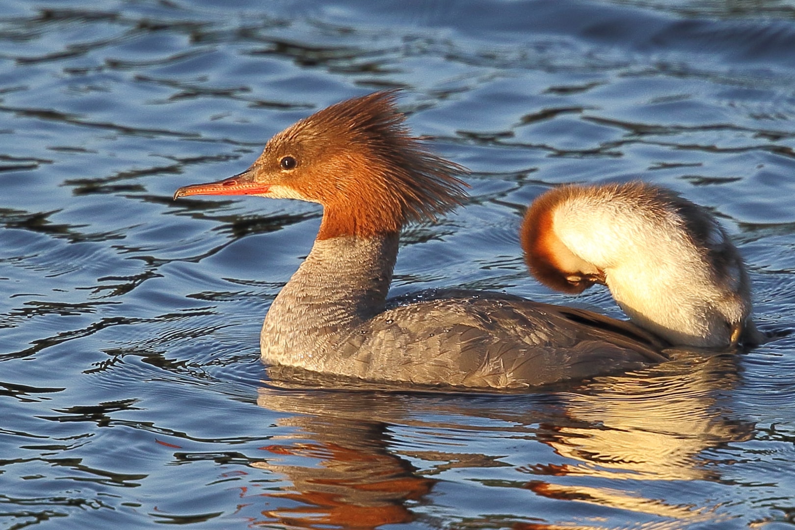 Goosander by Gary Nicholson - BirdGuides