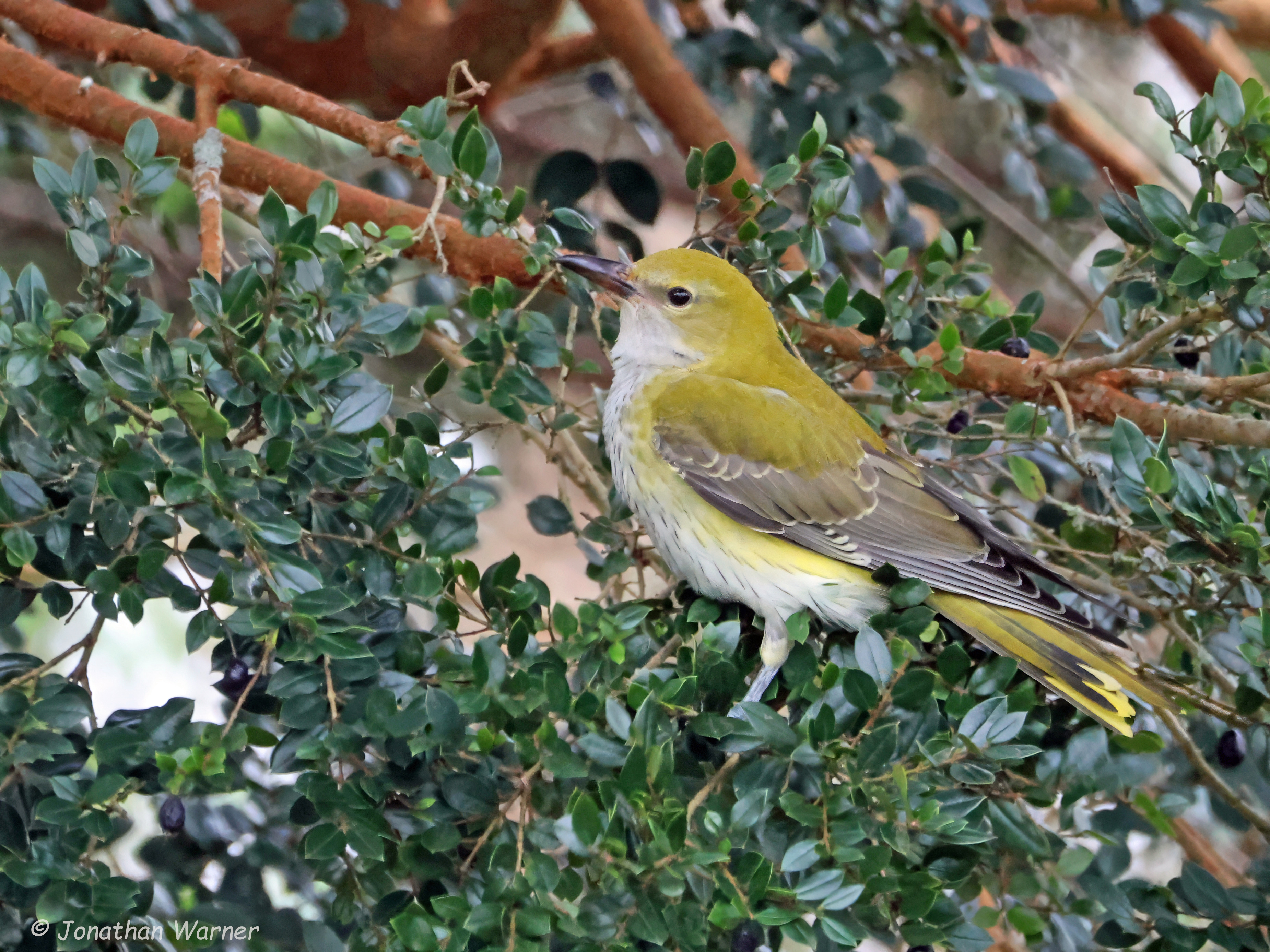 Golden Oriole by Jonathan Warner - BirdGuides