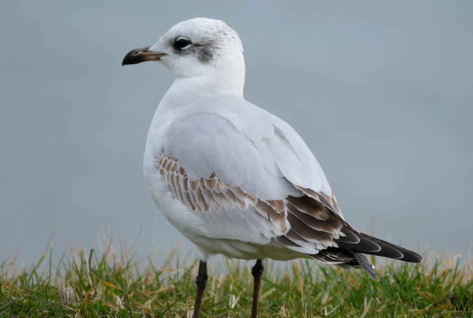 Mediterranean Gull by Andy Hall - BirdGuides
