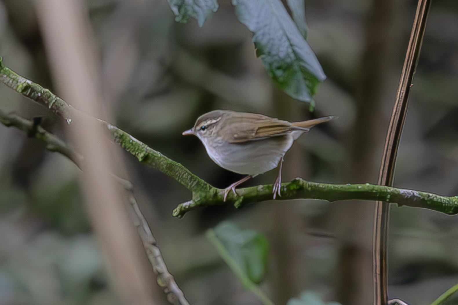 Pale-legged Leaf Warbler by David Carr - BirdGuides