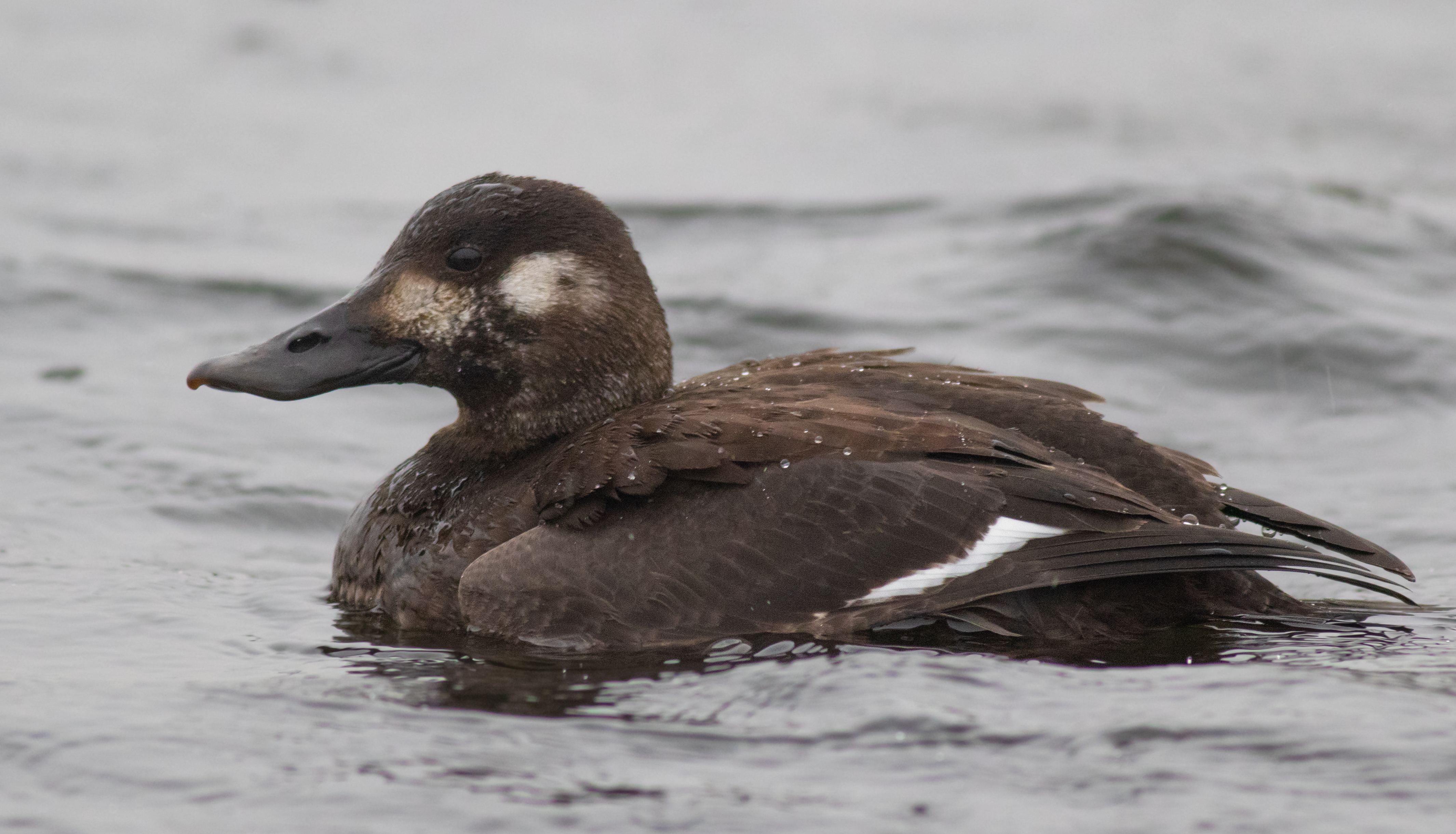 Velvet Scoter by Martin Loftus - BirdGuides