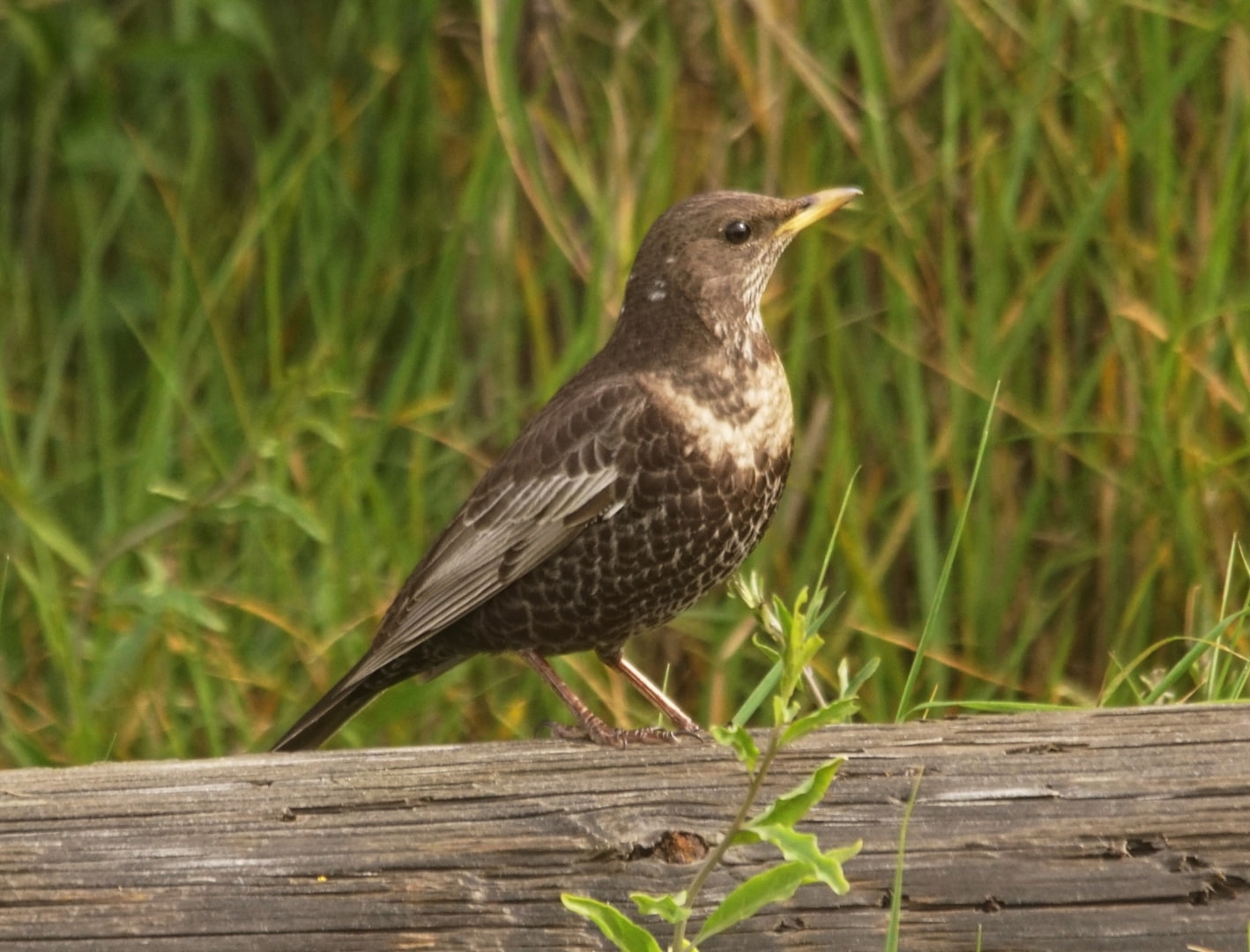 Ring Ouzel by Ron Egan - BirdGuides