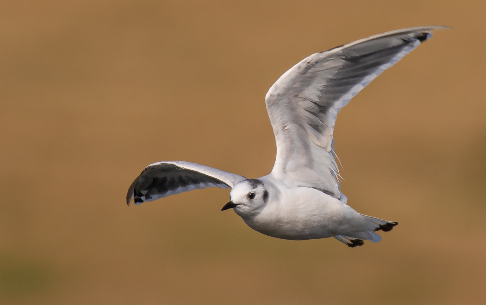 Little Gull by Martin Loftus - BirdGuides