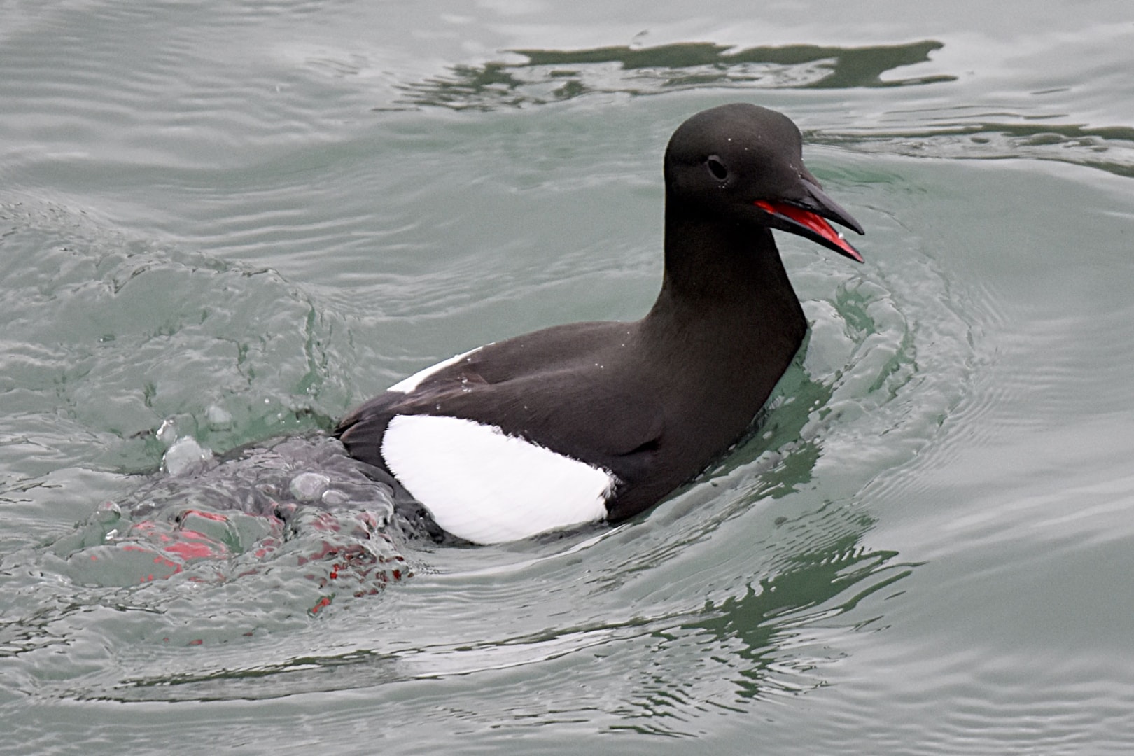 Black Guillemot by Fausto Riccioni - BirdGuides