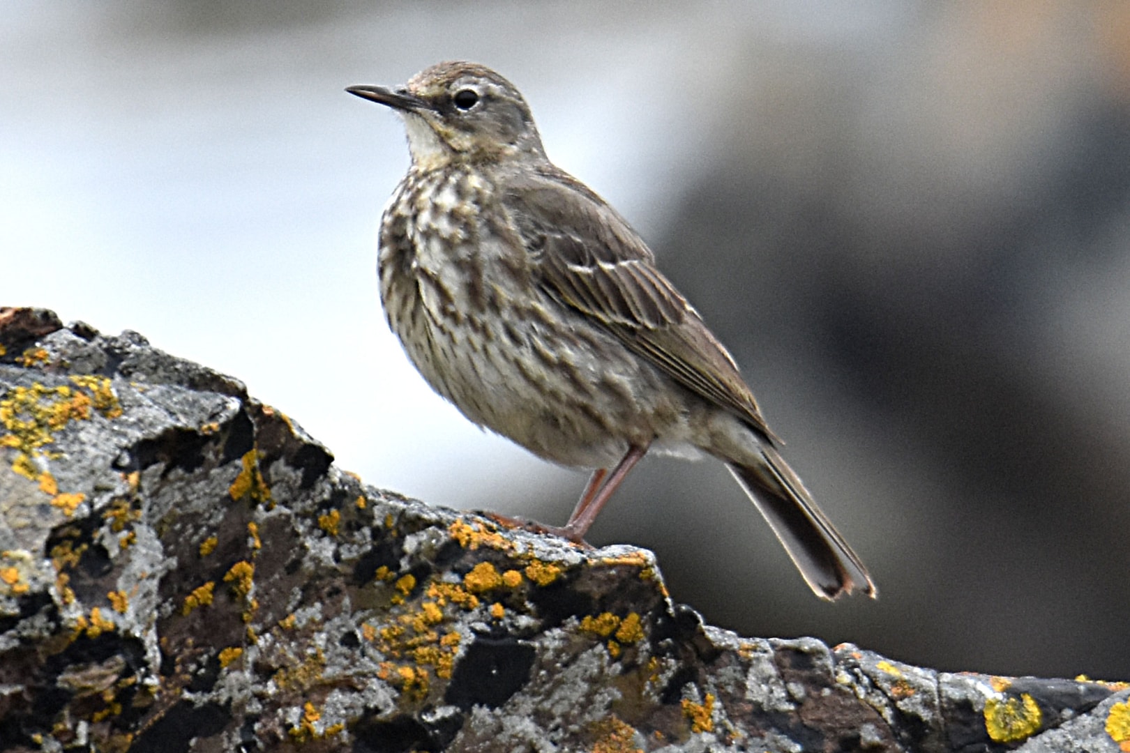 Rock Pipit by Fausto Riccioni - BirdGuides