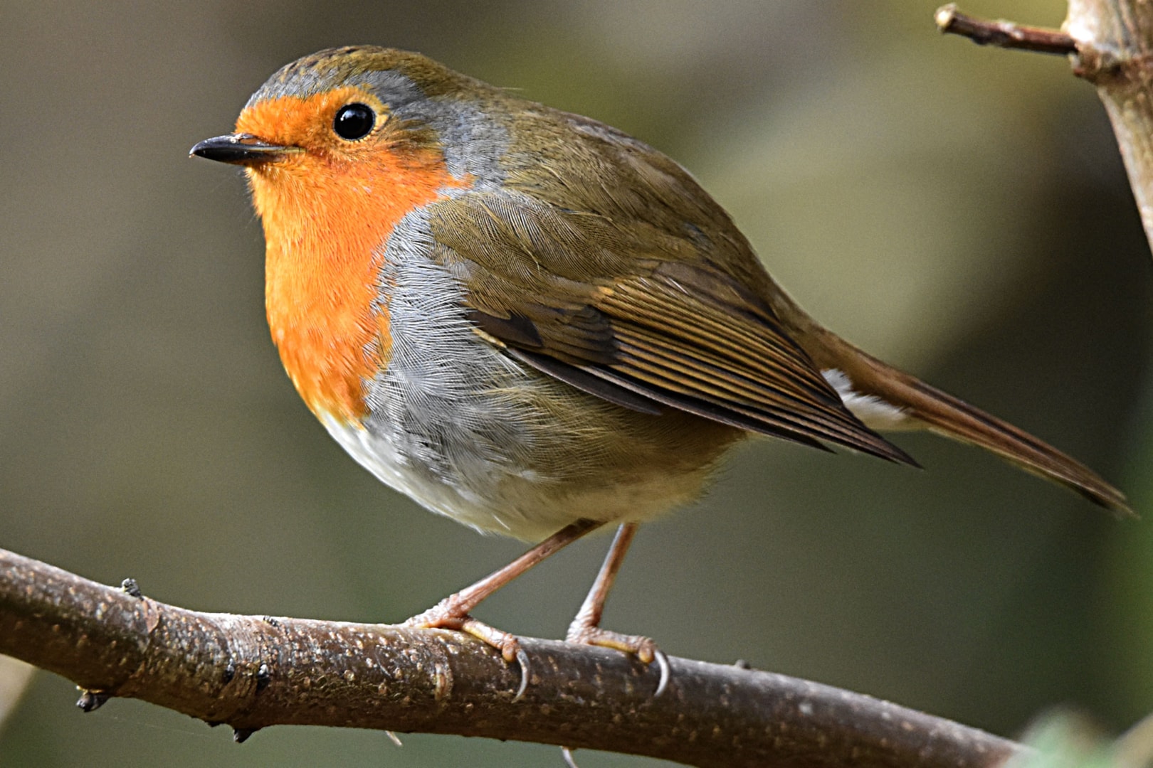 European Robin by Fausto Riccioni - BirdGuides European Robin by Fausto Riccioni - BirdGuides