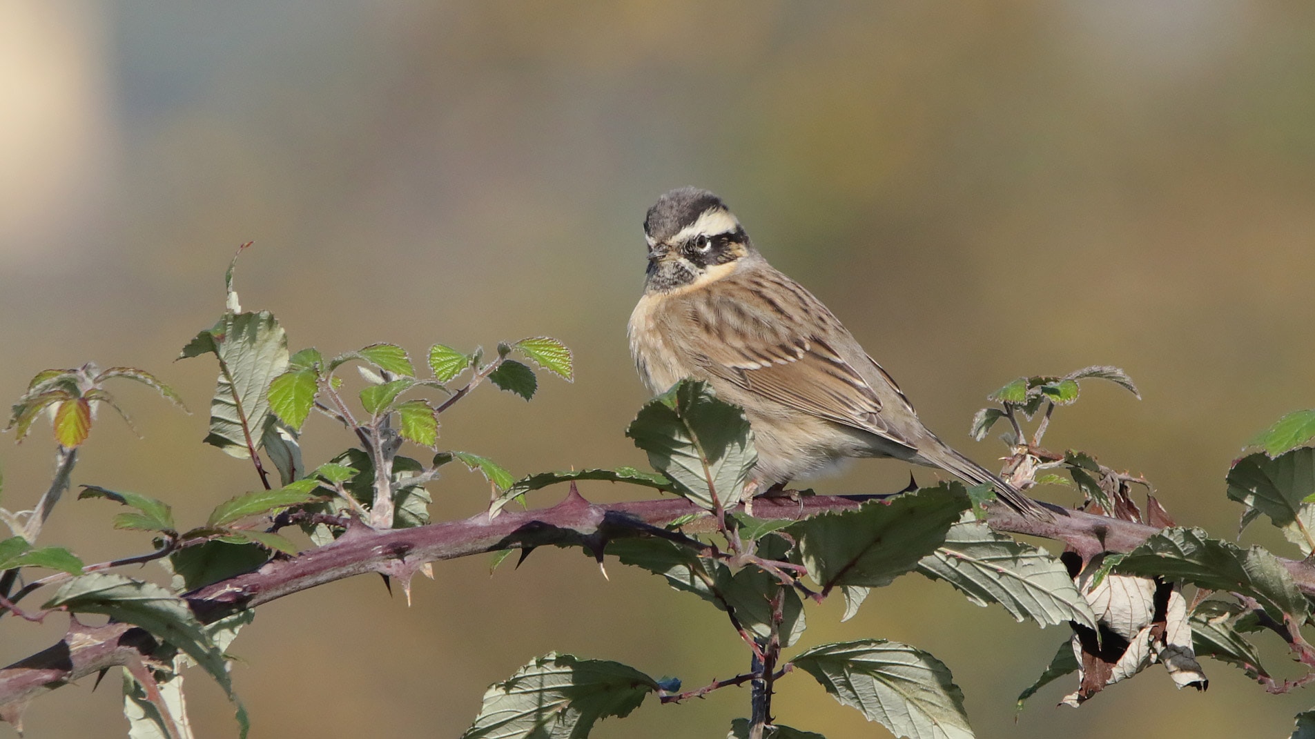 Black-throated Accentor by Tony Solinas - BirdGuides