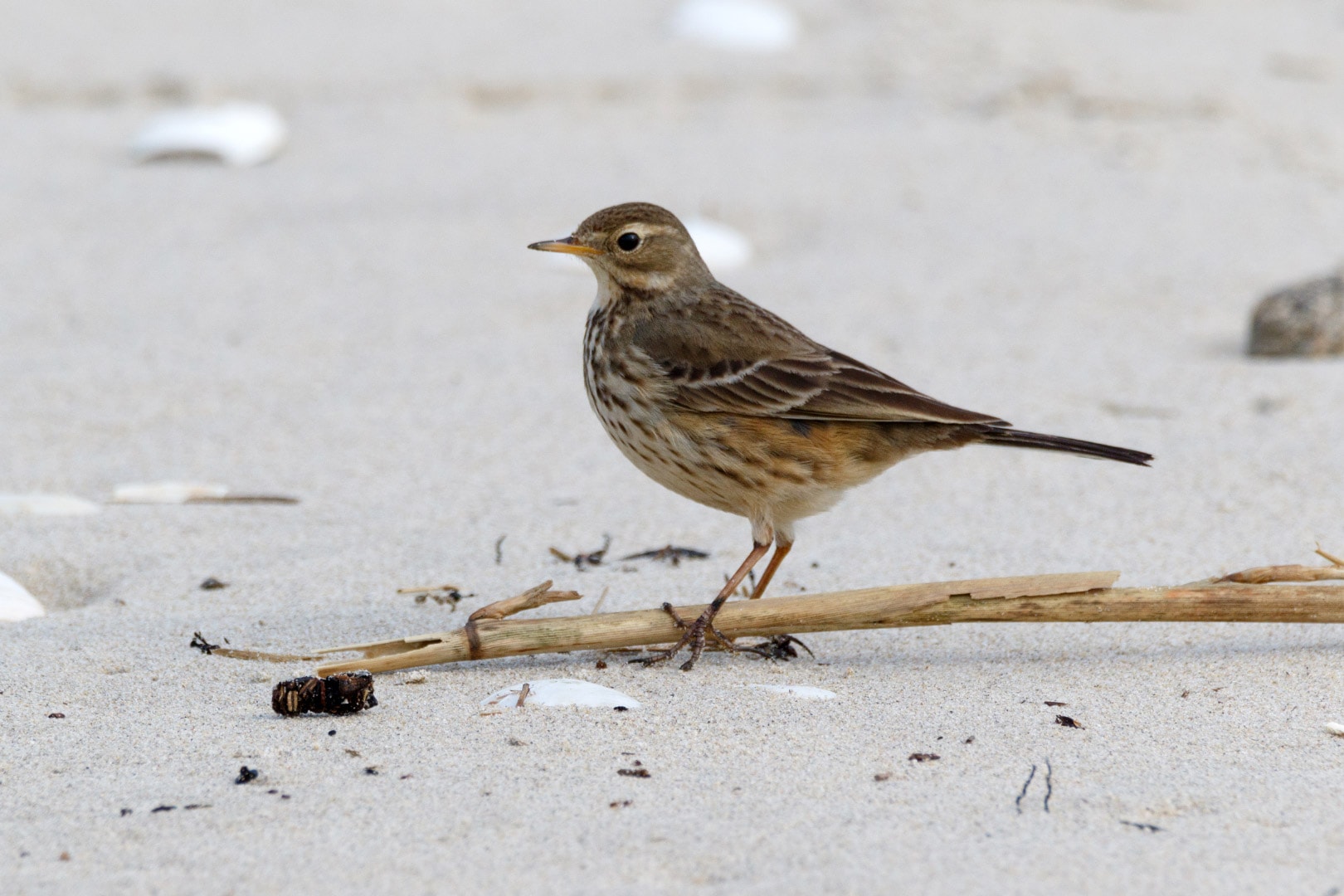 American Buff-bellied Pipit by Delfin Gonzalez - BirdGuides