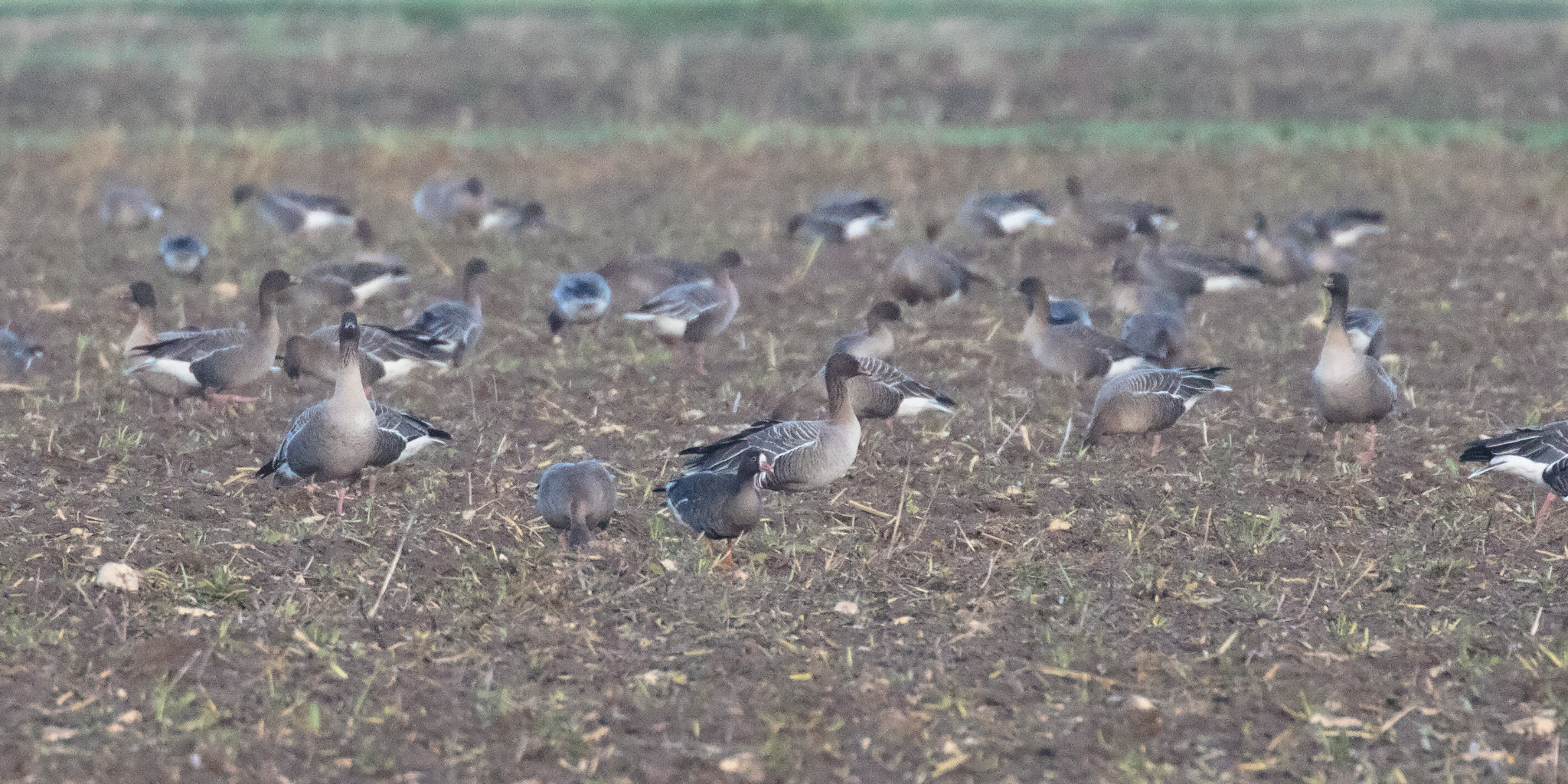 Sighting Report - BirdGuides