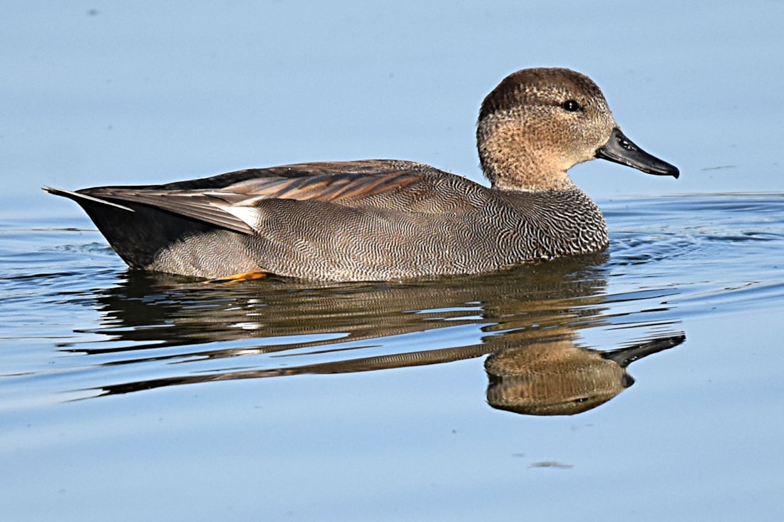 Gadwall by Fausto Riccioni - BirdGuides