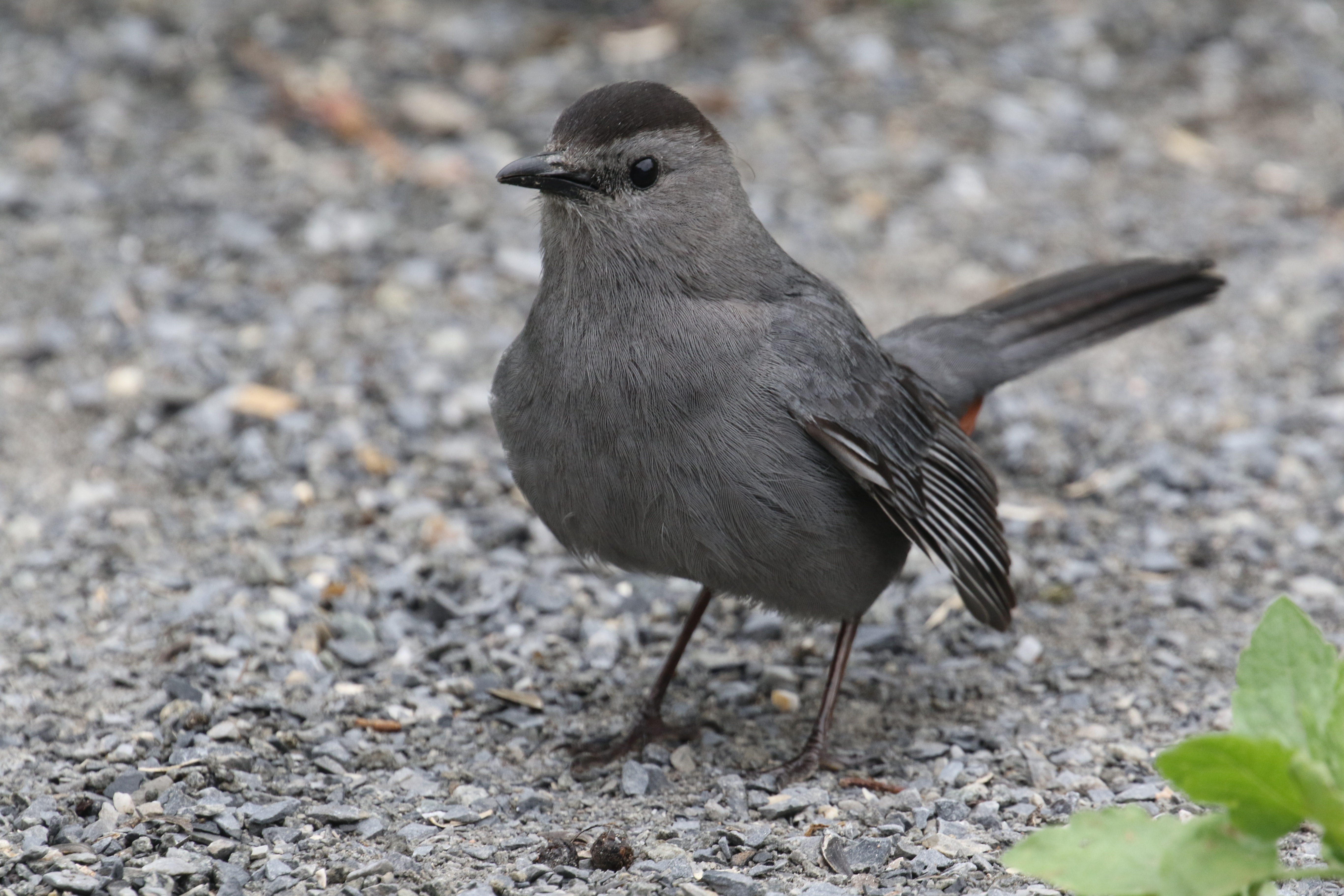 Details : Grey Catbird - BirdGuides