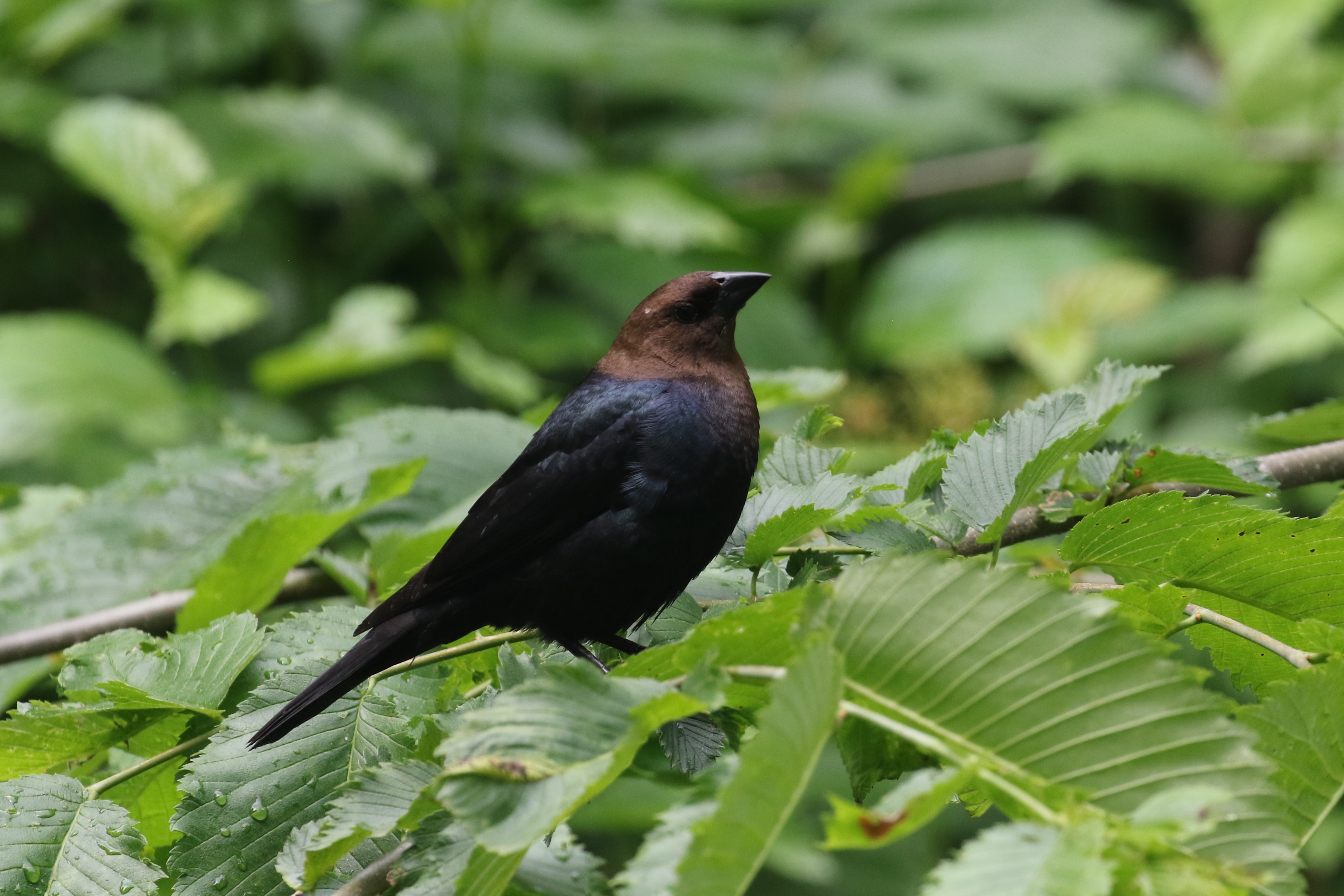 Details : Brown-headed Cowbird - BirdGuides