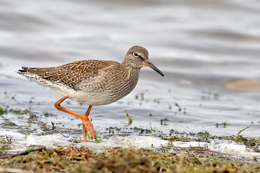 Common Redshank by Derek Lees - BirdGuides
