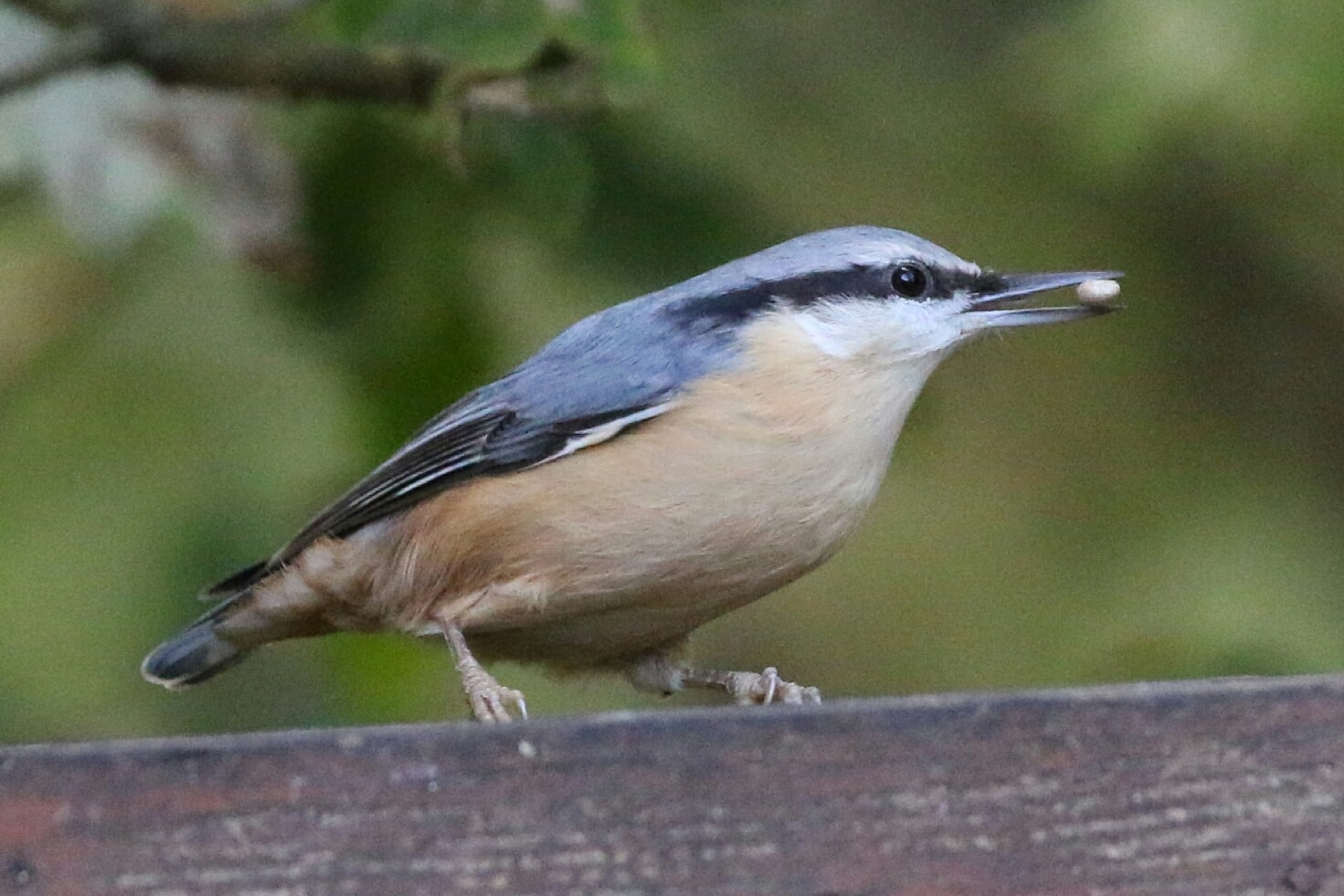 Eurasian Nuthatch by Adam P - BirdGuides
