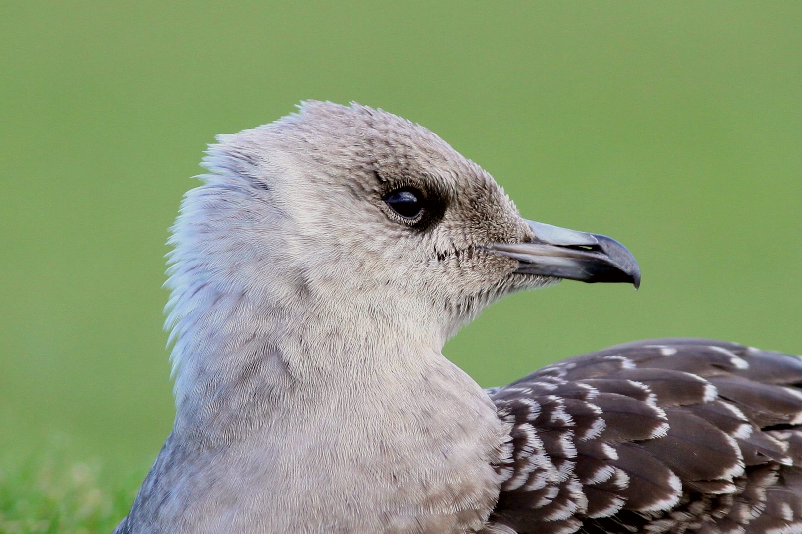 Long-tailed Skua by David Dack - BirdGuides