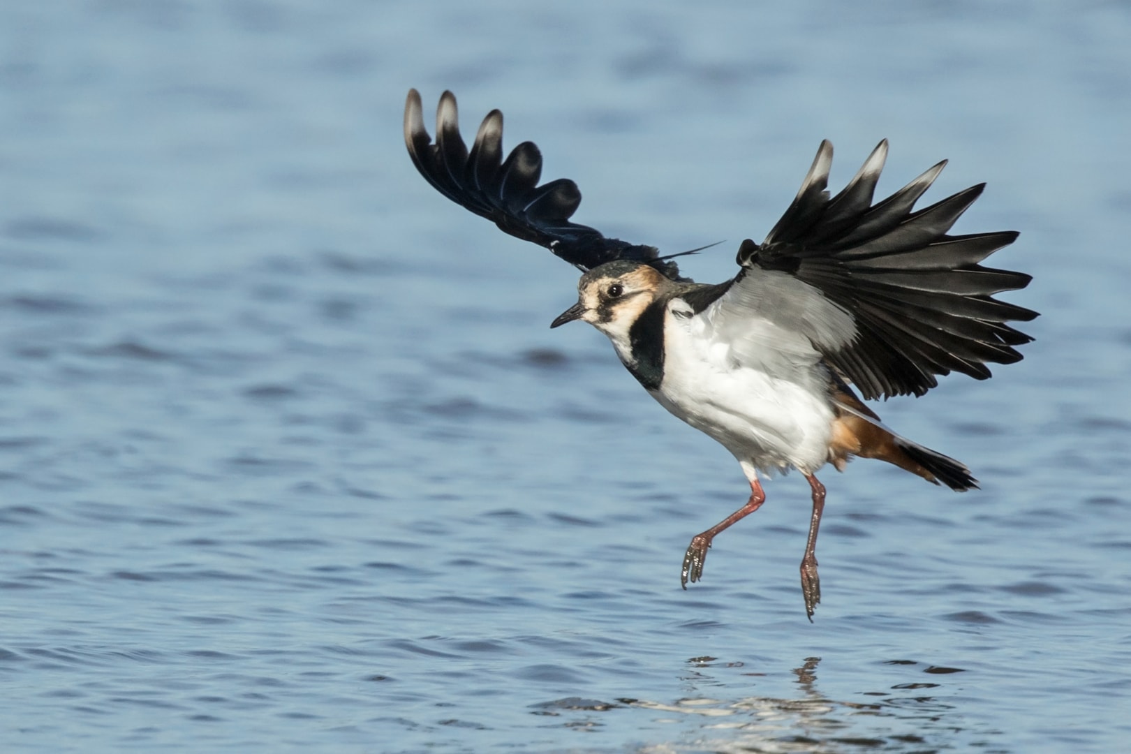 Northern Lapwing by Paul Coombes - BirdGuides