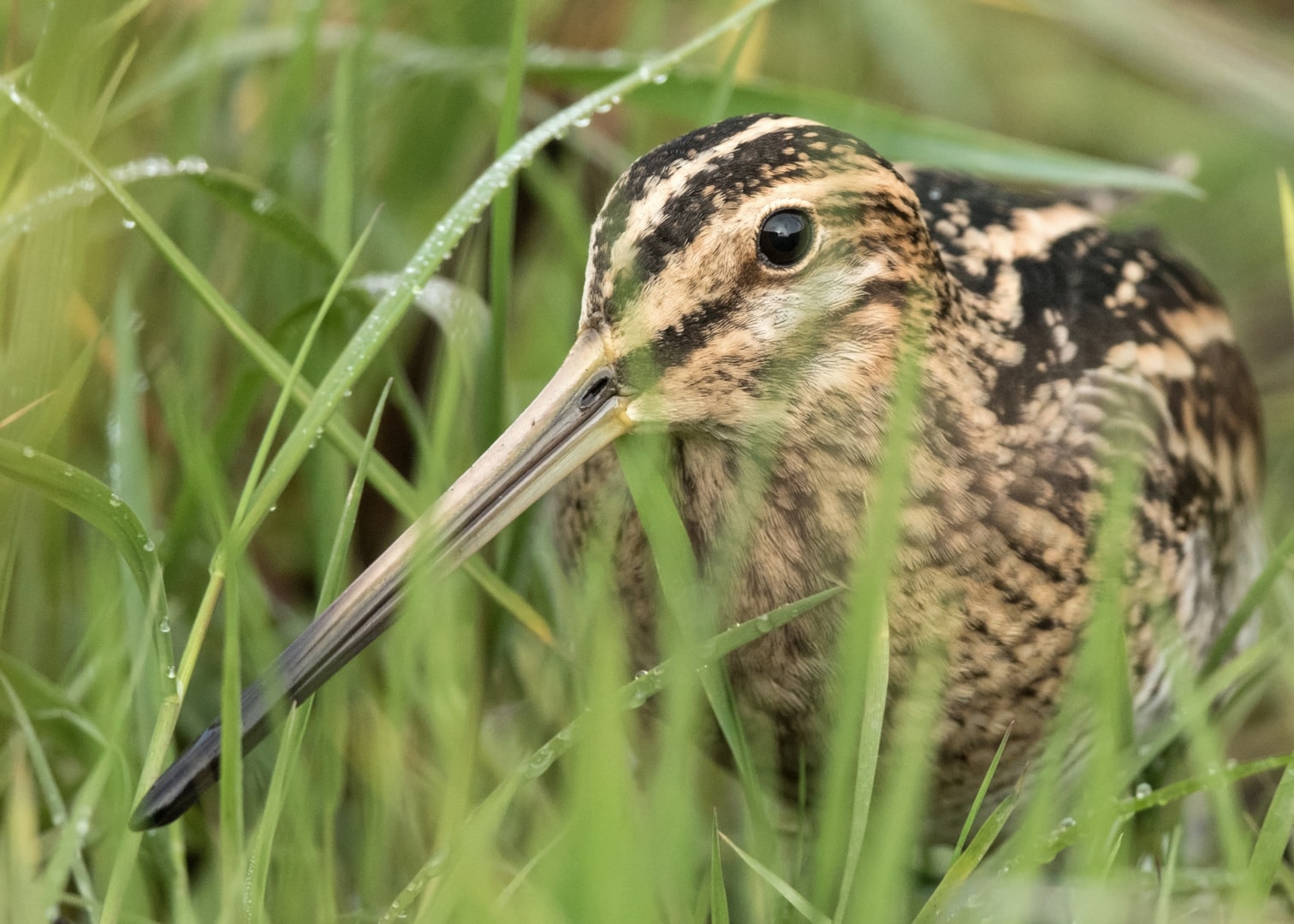 Common Snipe by Paul Coombes - BirdGuides