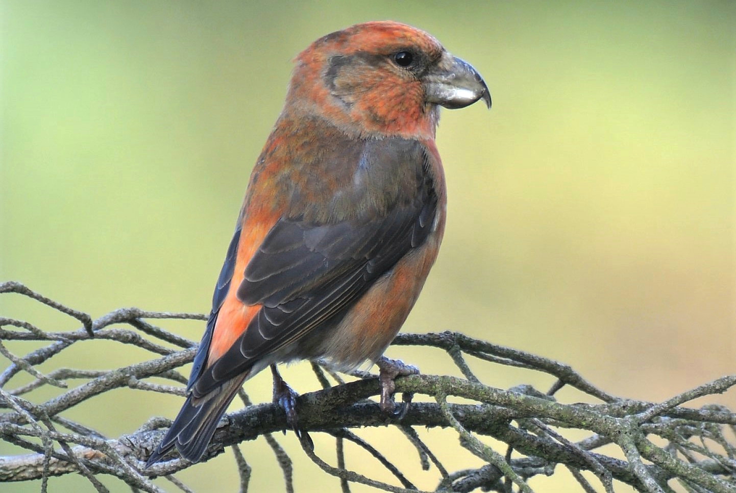 Details : Parrot Crossbill - BirdGuides