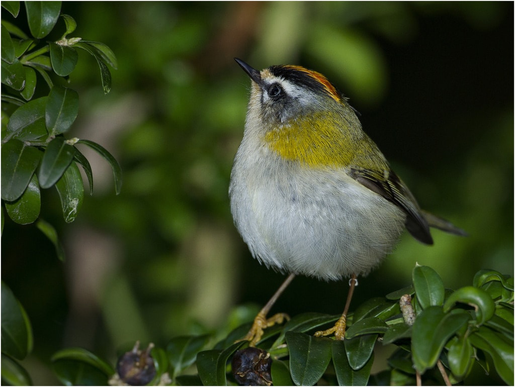 Firecrest by Gary Watson - BirdGuides